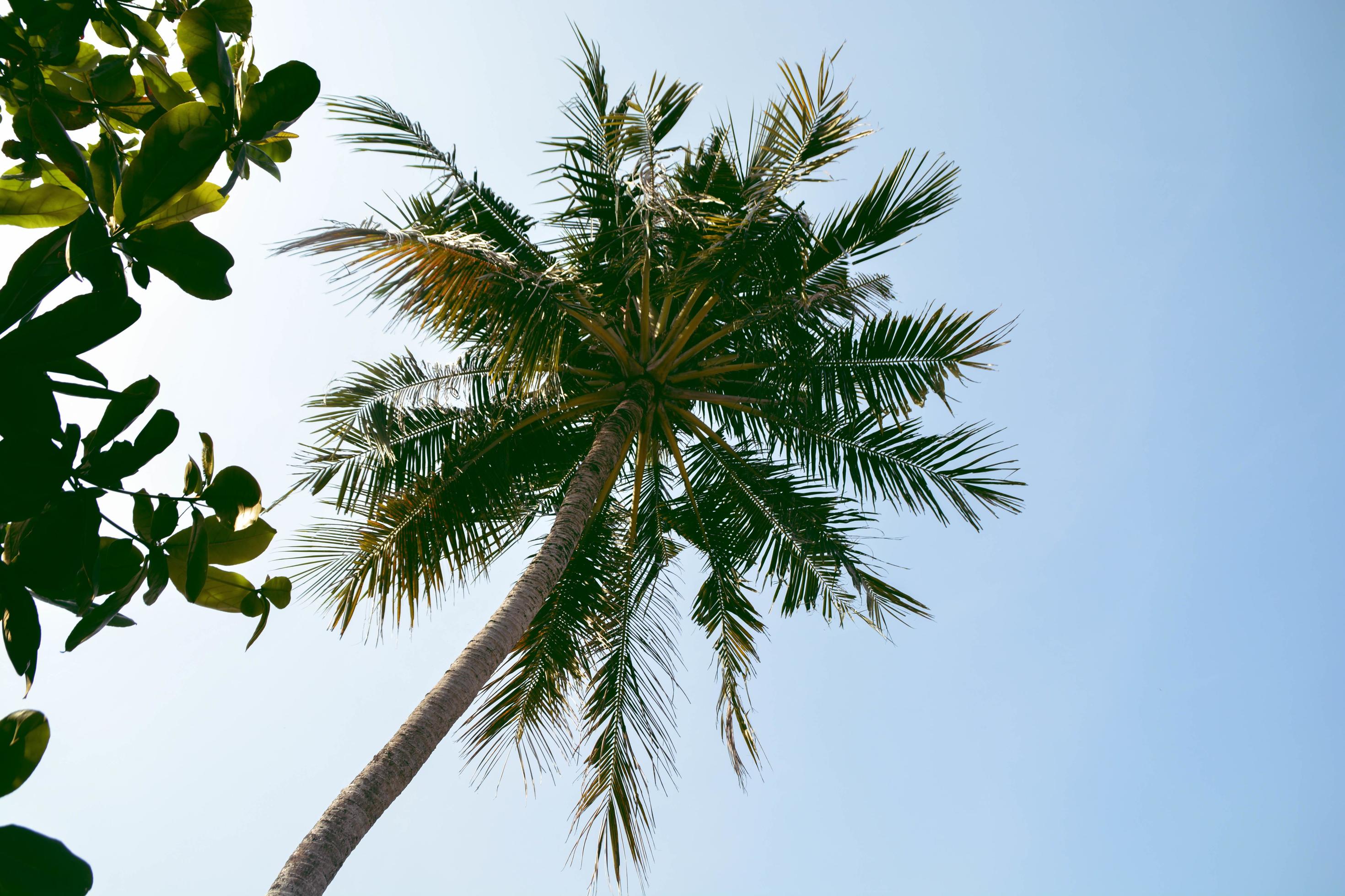 High Angle view of Coconut tree with leaves of tree. Vintage background. 10767721 Stock Photo at ...