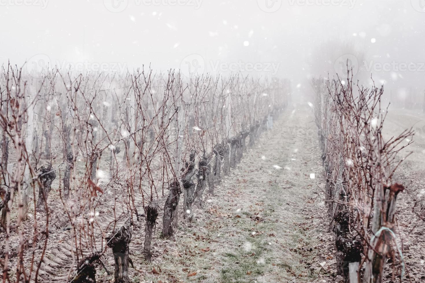Vineyard in the snow 10769761 Stock Photo at Vecteezy