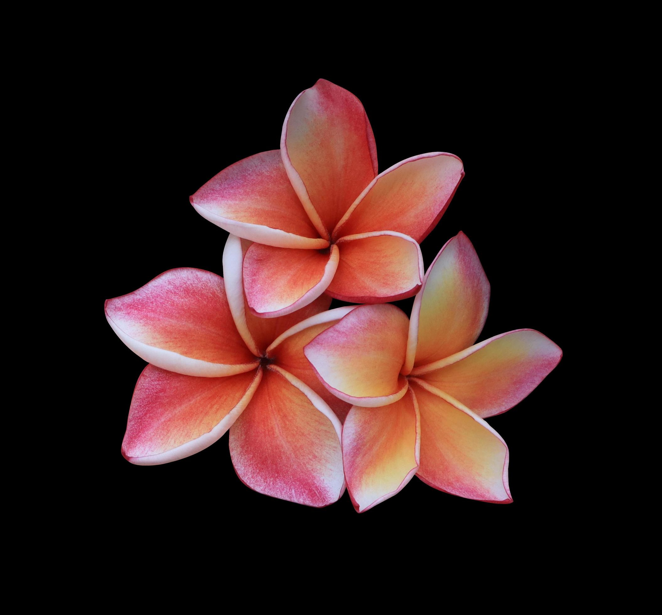 Plumeria Or Frangipani Flowers Close Up Orange Red Plumeria Flowers Bouquet Isolated On Black