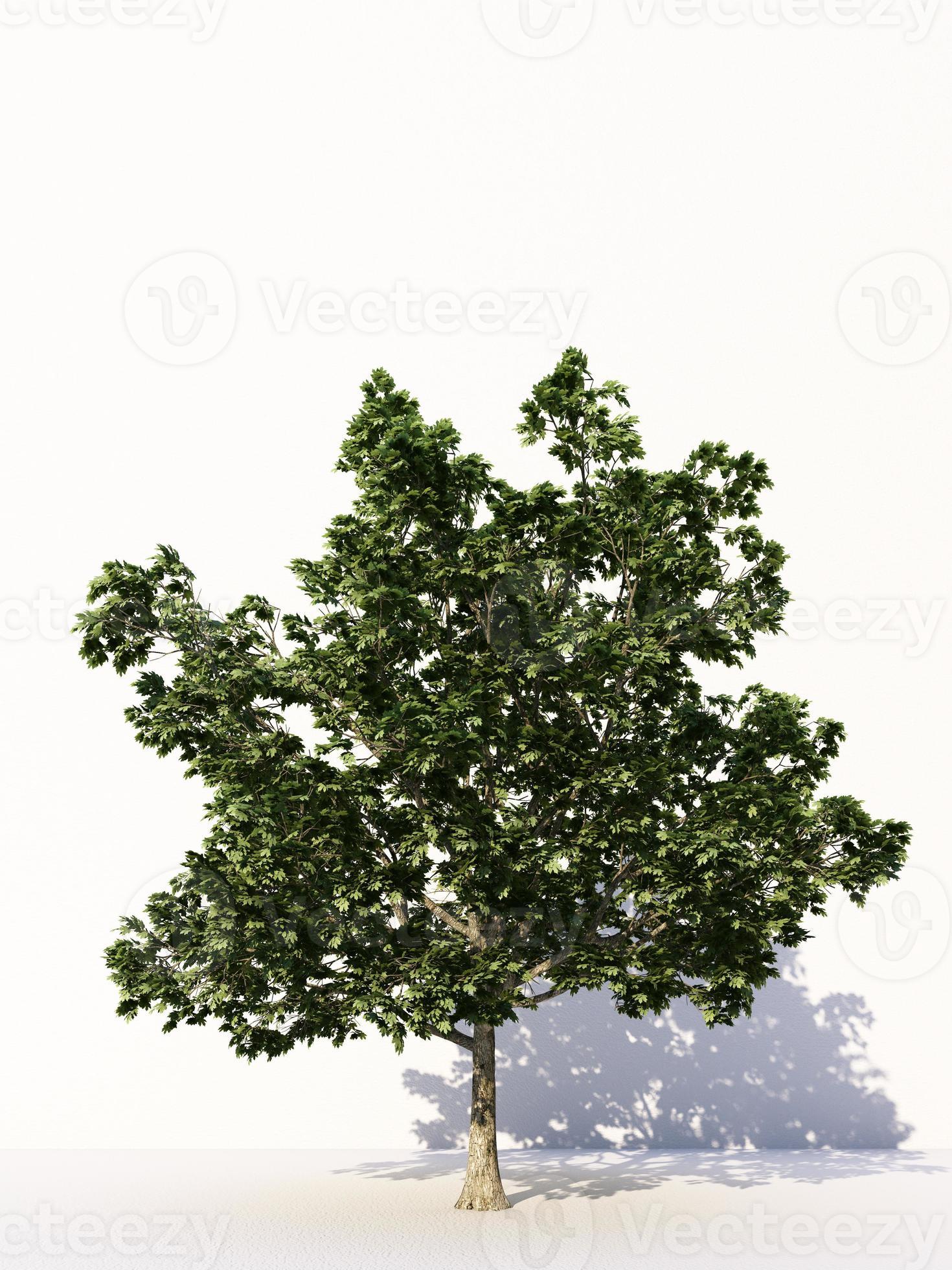 Trees isolated on white background, tropical trees isolated used for ...