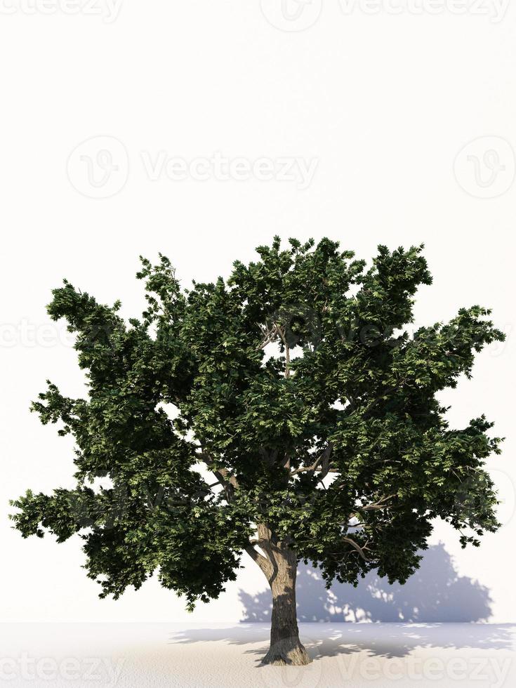 Trees isolated on white background, tropical trees isolated used for ...