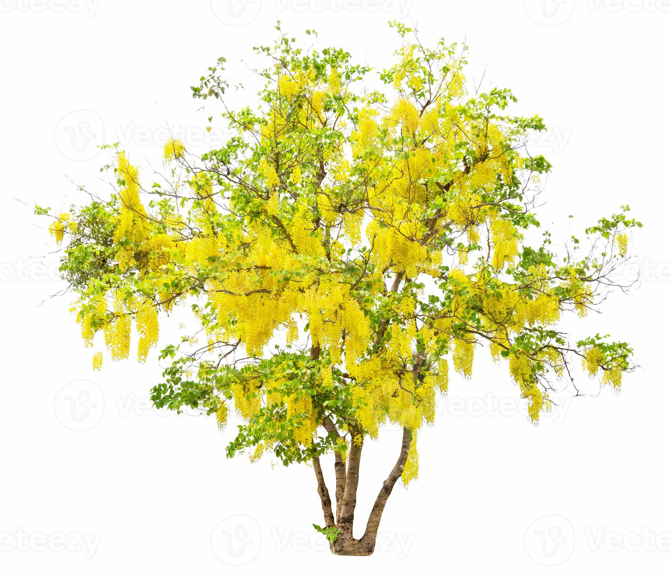 Golden Shower or Cassia Fistula isolated on white background,national tree of Thailand 10786466 ...