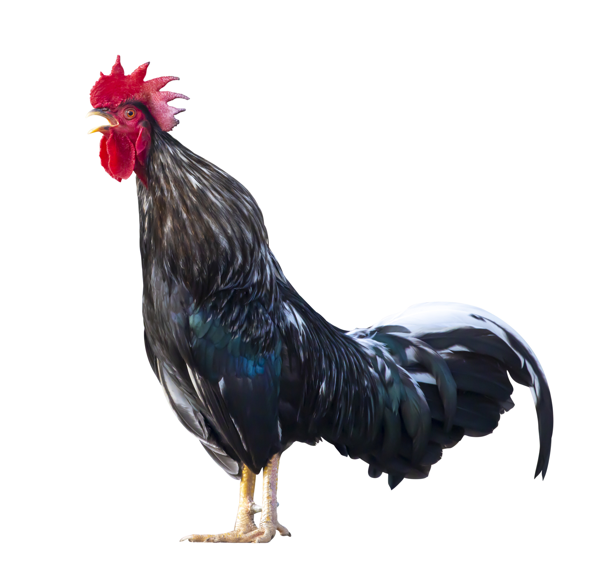 Black free range male rooster crowing in the morning isolated on white background 10792660 PNG