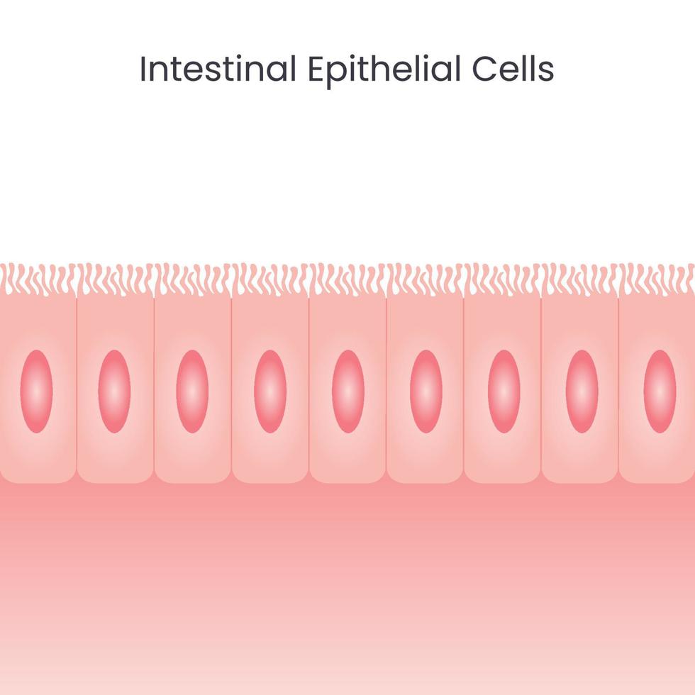 Intestinal Epithelial Cells 10803609 Vector Art at Vecteezy Intestinal Epithelial Cells 10803609 Vector Art at Vecteezy