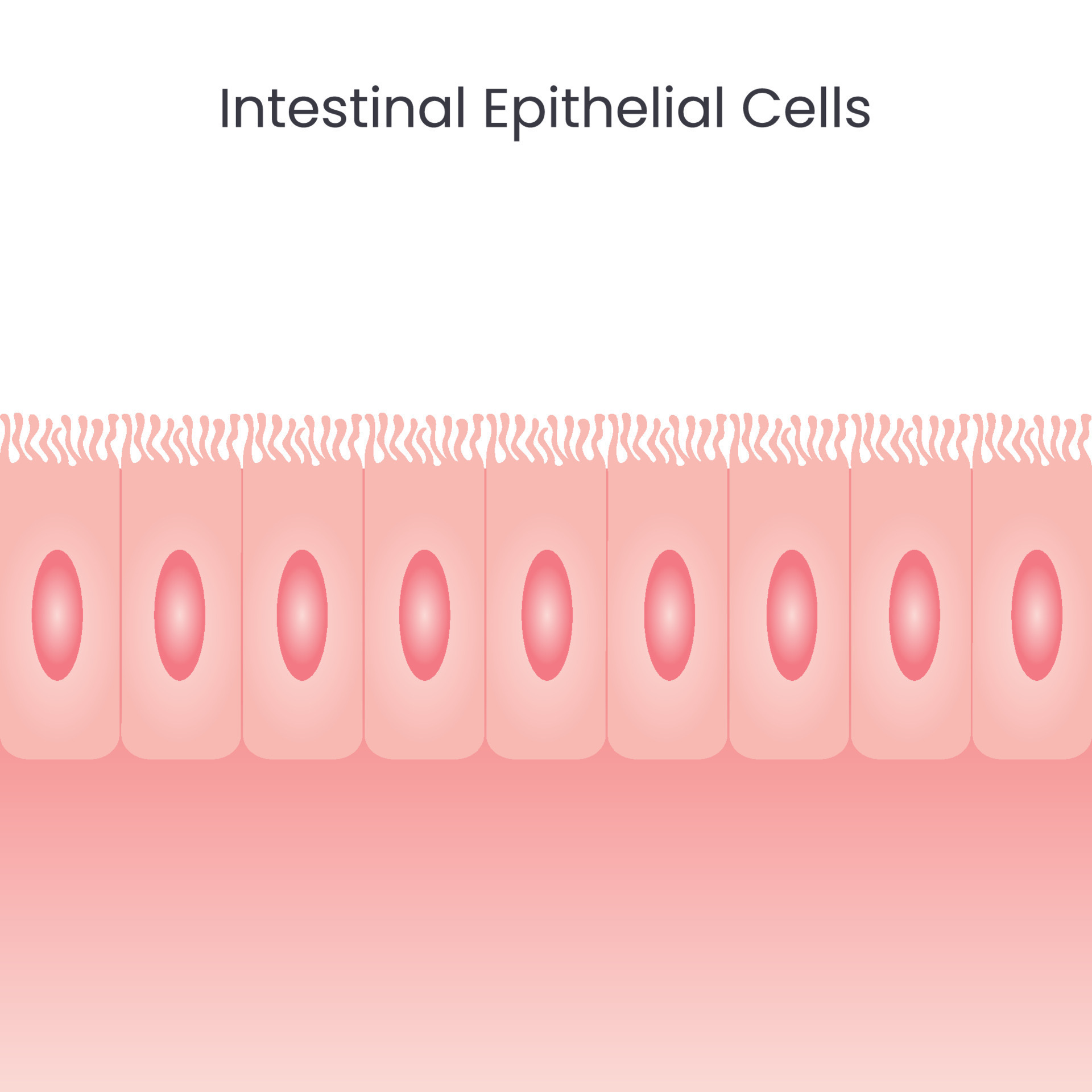 Intestinal Epithelial Cells 10803609 Vector Art at Vecteezy Intestinal Epithelial Cells 10803609 Vector Art at Vecteezy