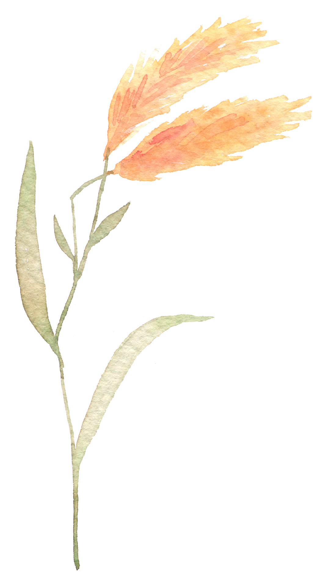 Wildflower Watercolor Beautiful Flower Watercolor Element 10829161 Png
