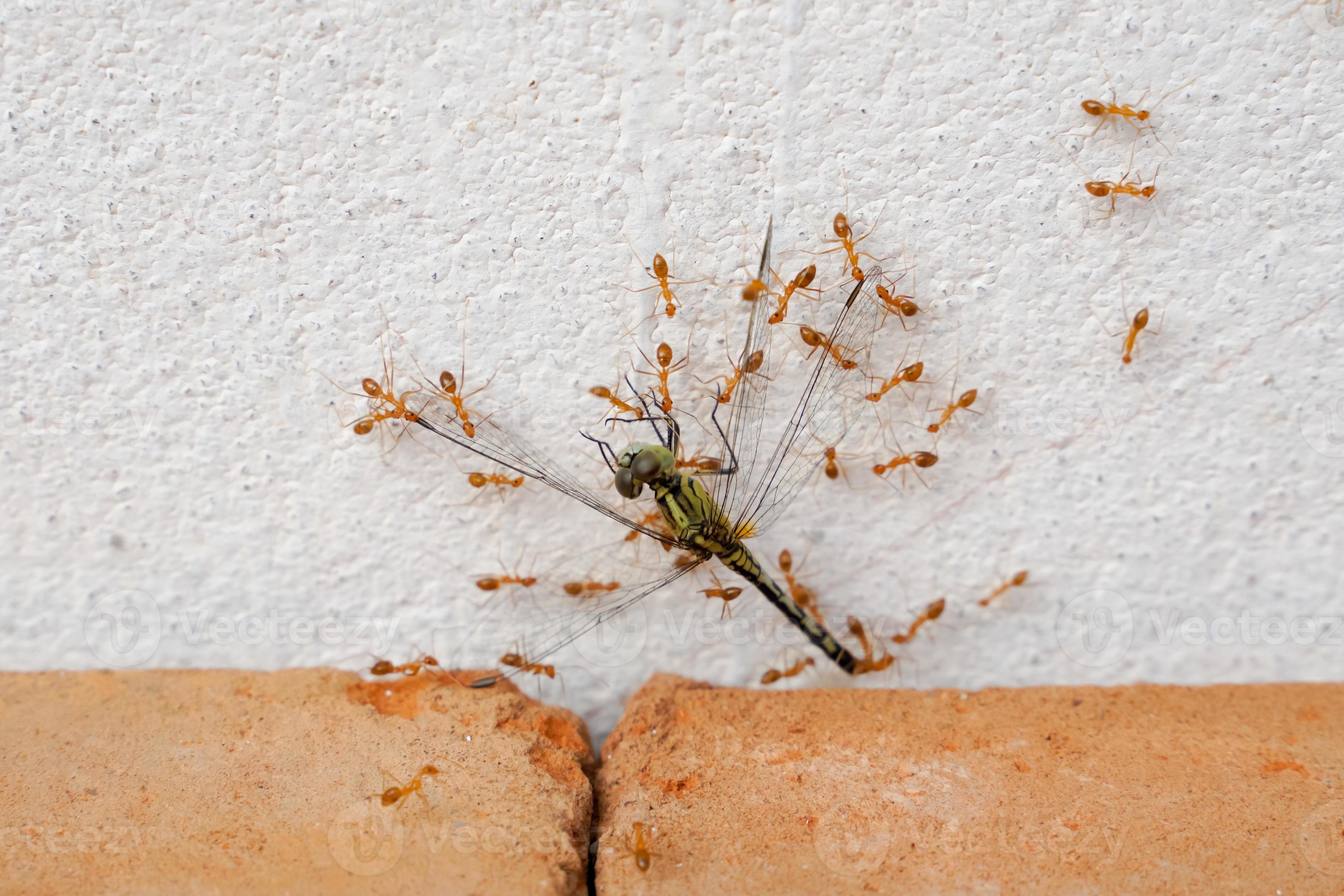 hormigas rojas comen libélulas hormigas comen grandes libélulas muertas. y con un esfuerzo por ...
