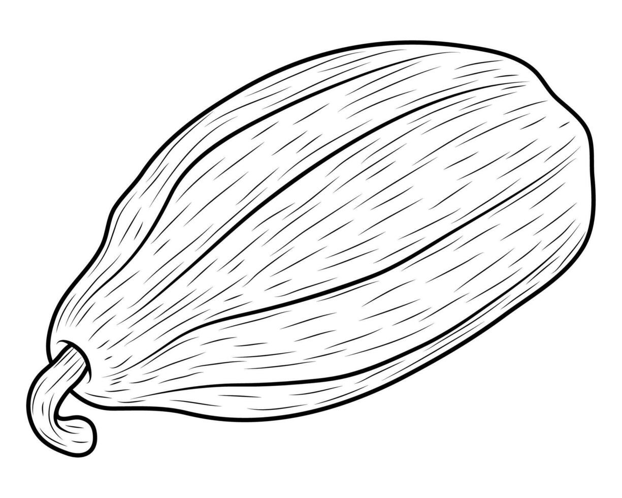 cocoa fruit nature sketch 10850529 Vector Art at Vecteezy cocoa fruit nature sketch 10850529 Vector Art at Vecteezy