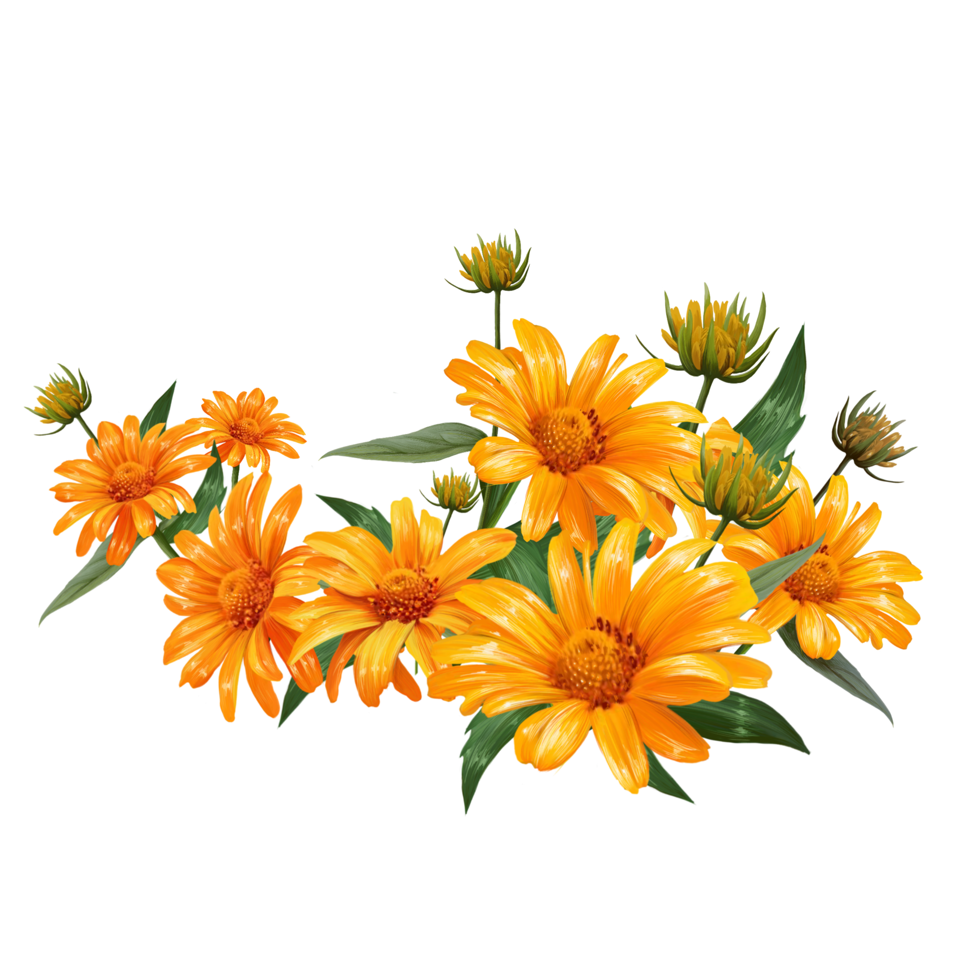 Flower Arrangement Of Their Heliopsis Flowers Illustration 10856541 Png