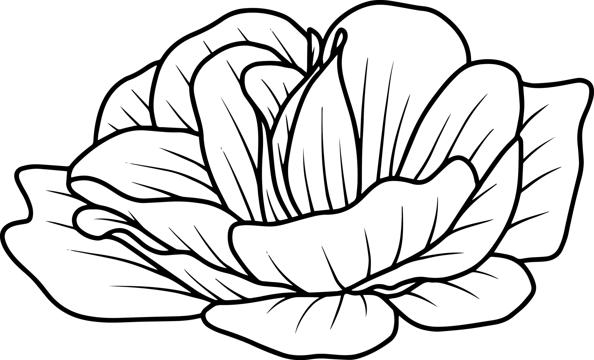 Flower Hand Drawn Sketch Line Art Illustration 10863974 Png