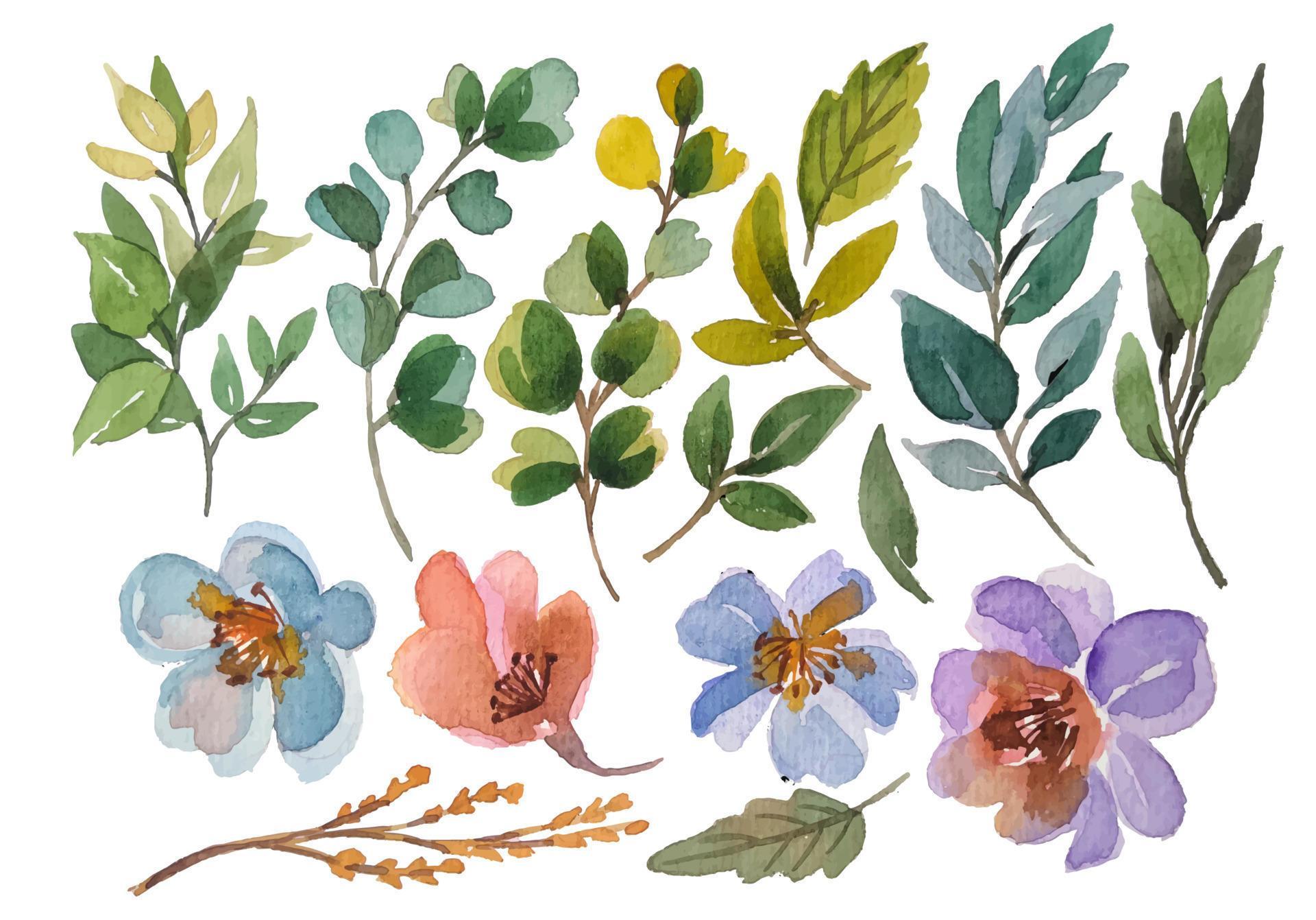 Watercolor Flower Elements Clipart 10866235 Vector Art At Vecteezy