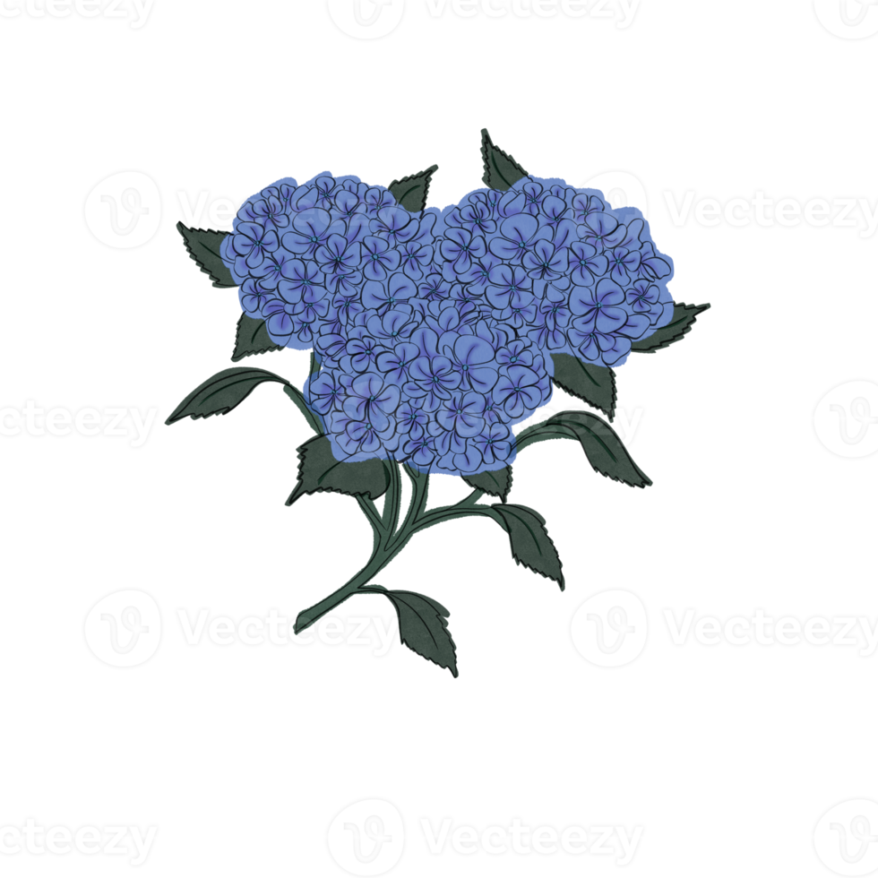 flor de hortensia de dibujo a mano pro 10869840 PNG flor de hortensia de dibujo a mano pro 10869840 PNG