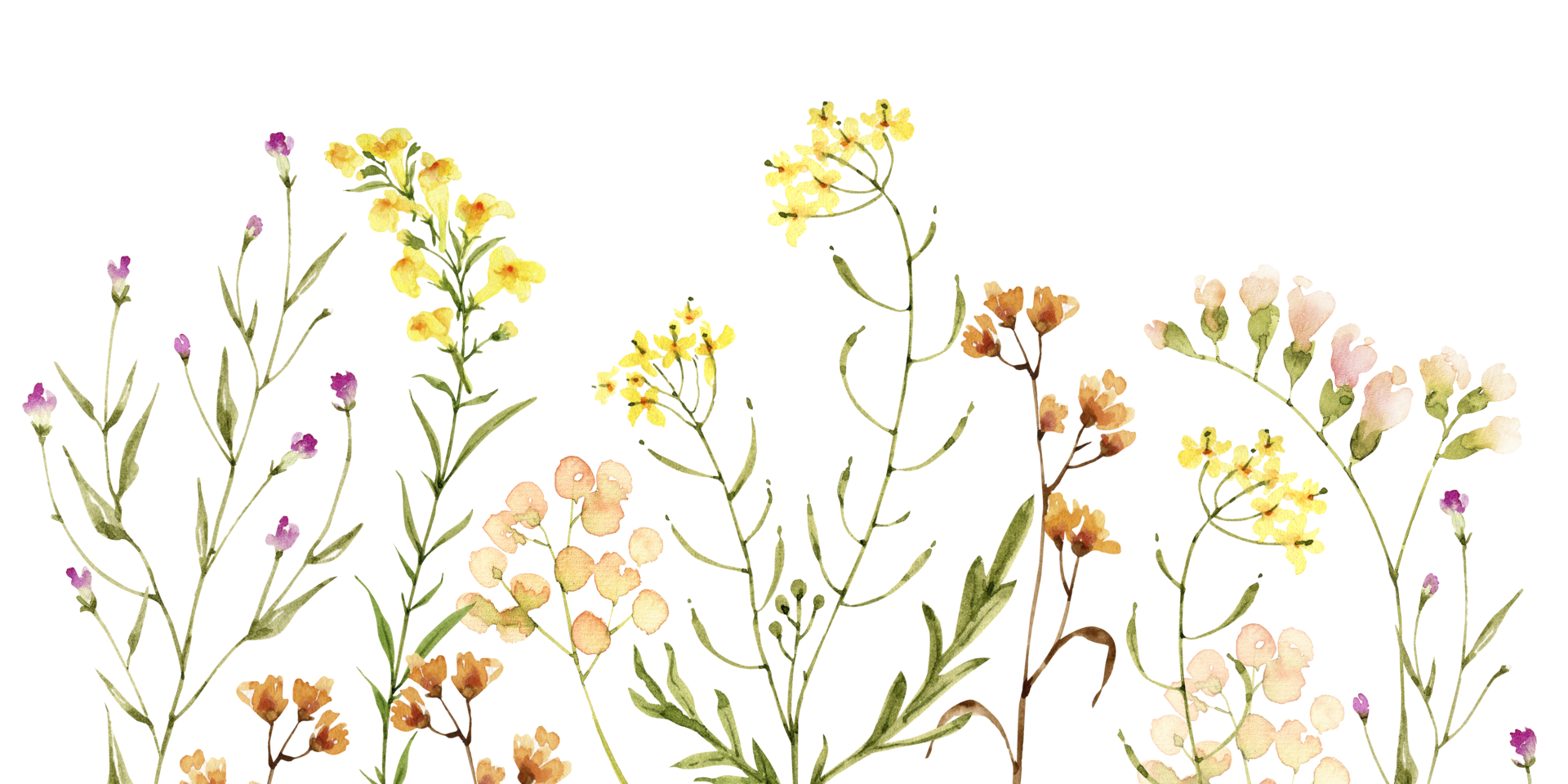 background field flowers and plants on a transparent background ... background field flowers and plants on a transparent background ...