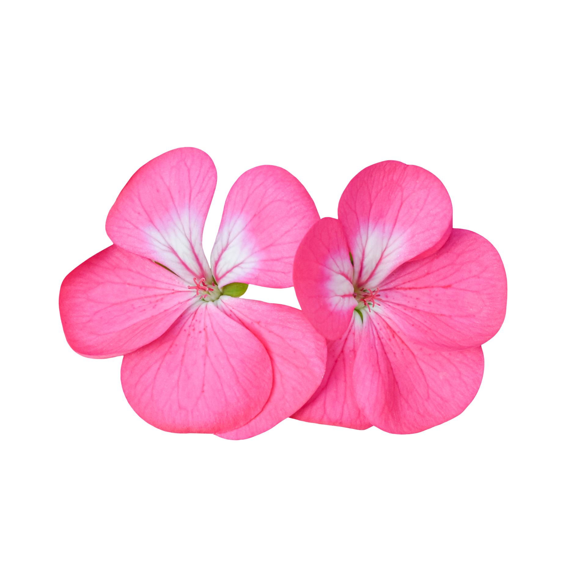 Flower Of Geranium Isolated Dicut Photos 10870066 Png
