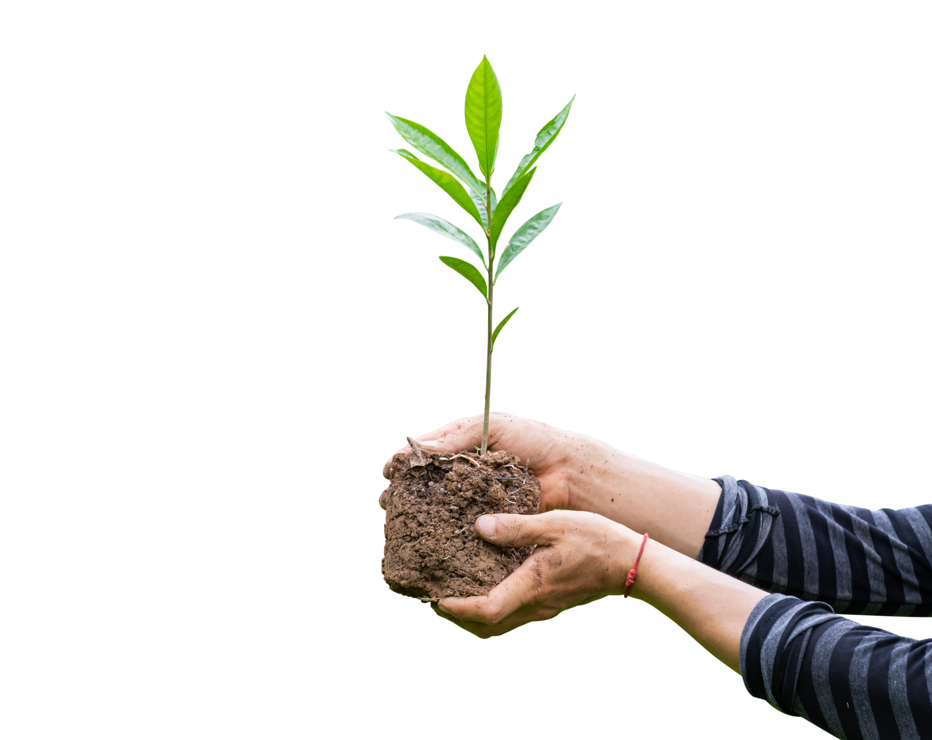 Tree Plant In Hand Isolated Dicut Photos 10870487 Png