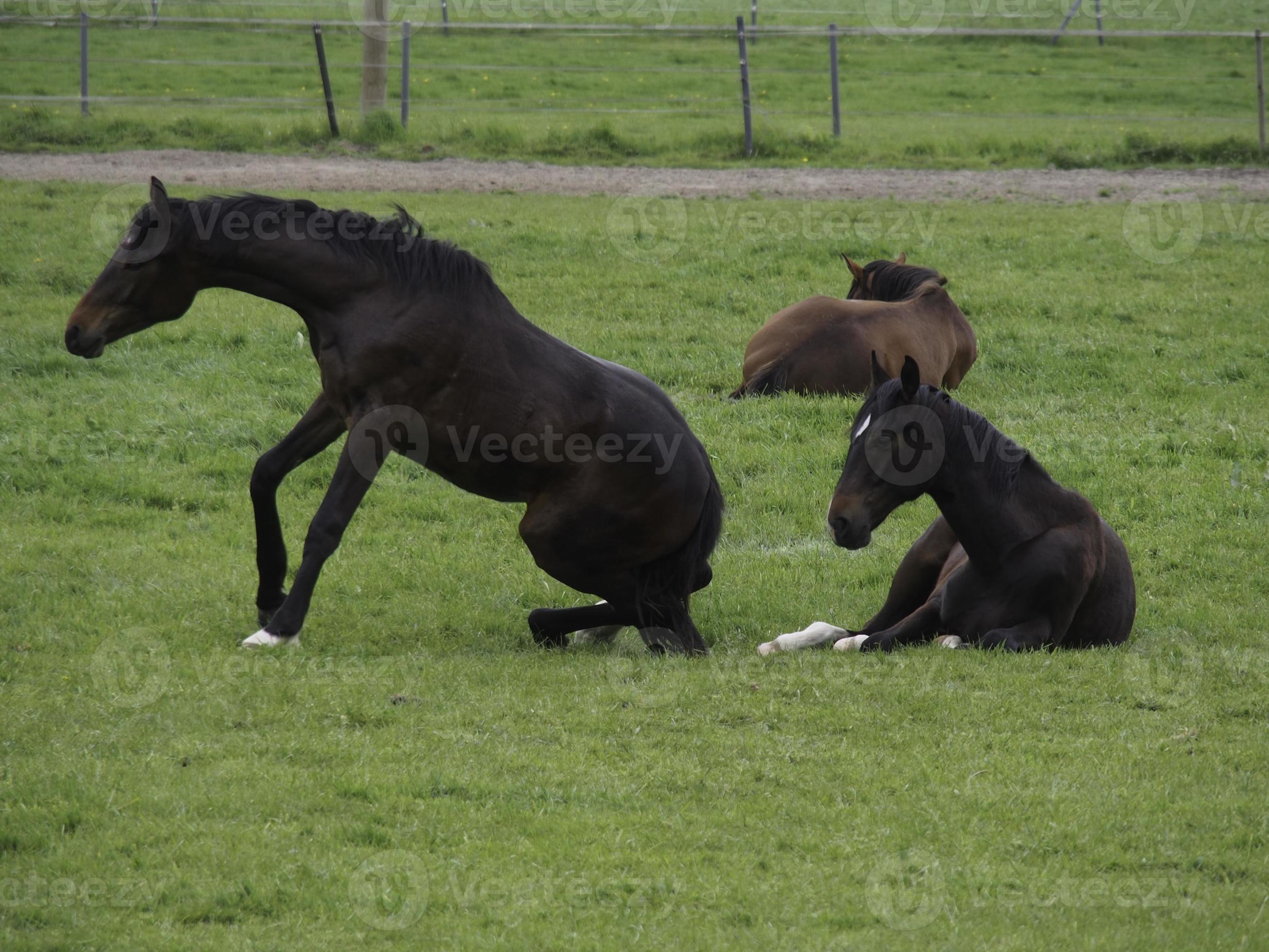 horses and foals 10880811 Stock Photo at Vecteezy