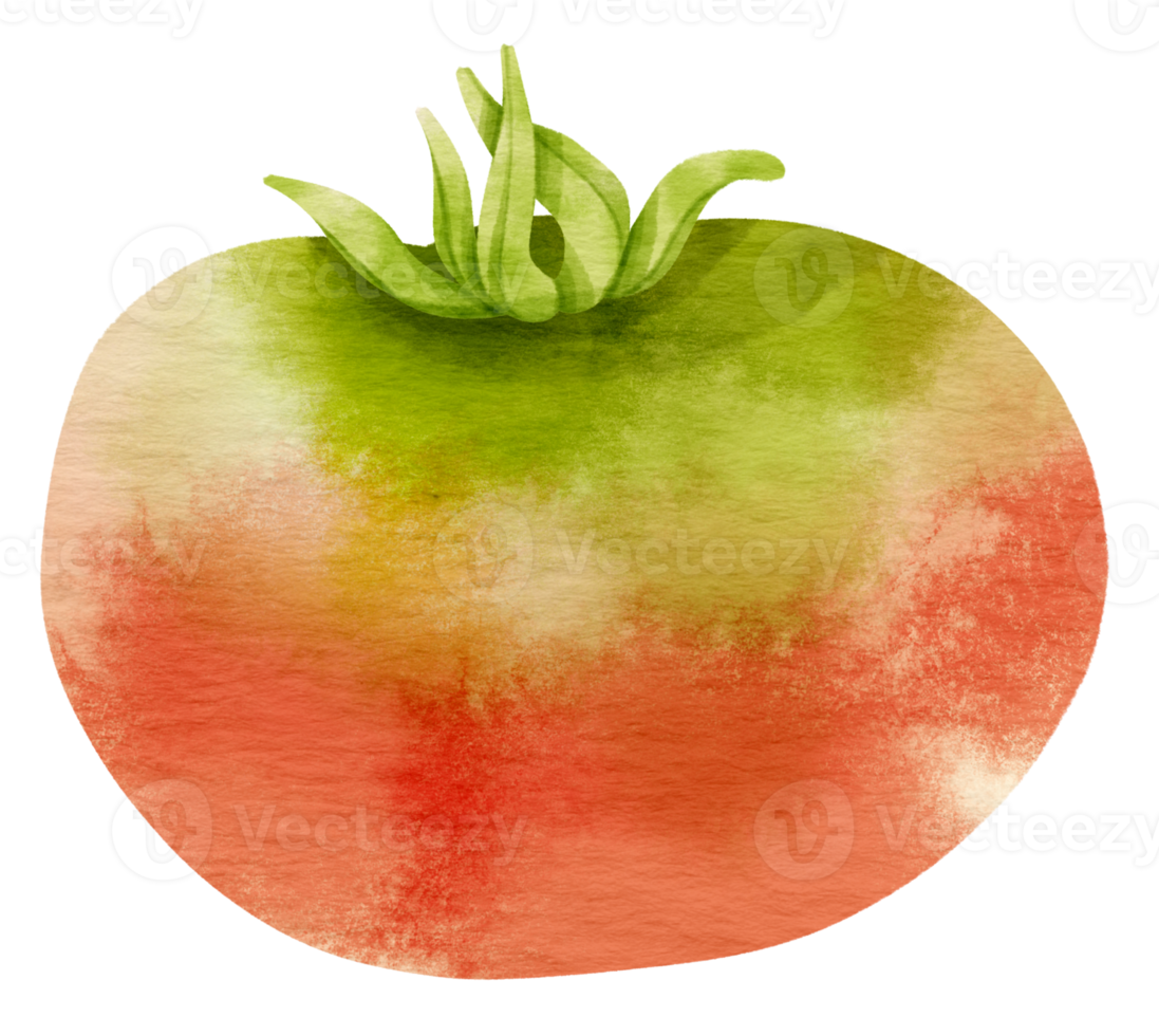 Tomato watercolor style for Thanksgiving Decorative Element 10883842 PNG