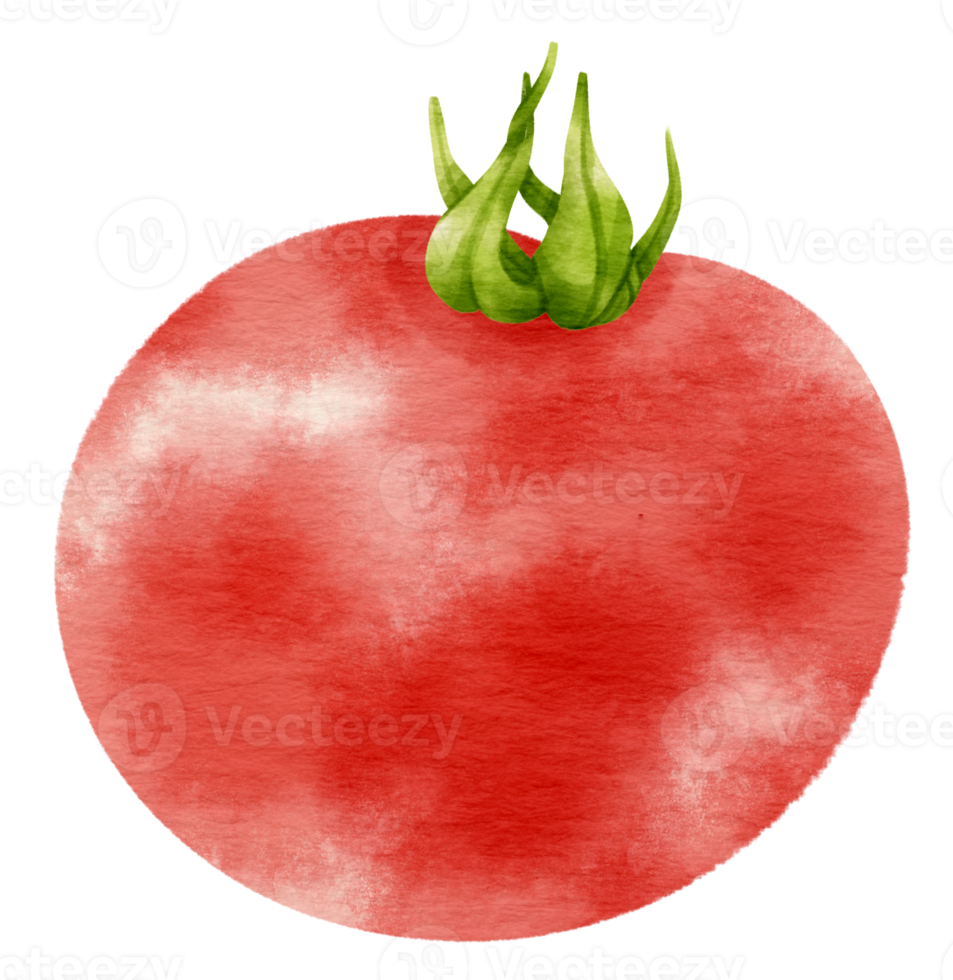 Red Tomato watercolor style for Thanksgiving Decorative Element ...