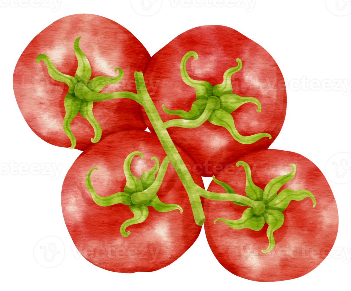 Red tomatoes watercolor style for Thanksgiving Decorative Element ...