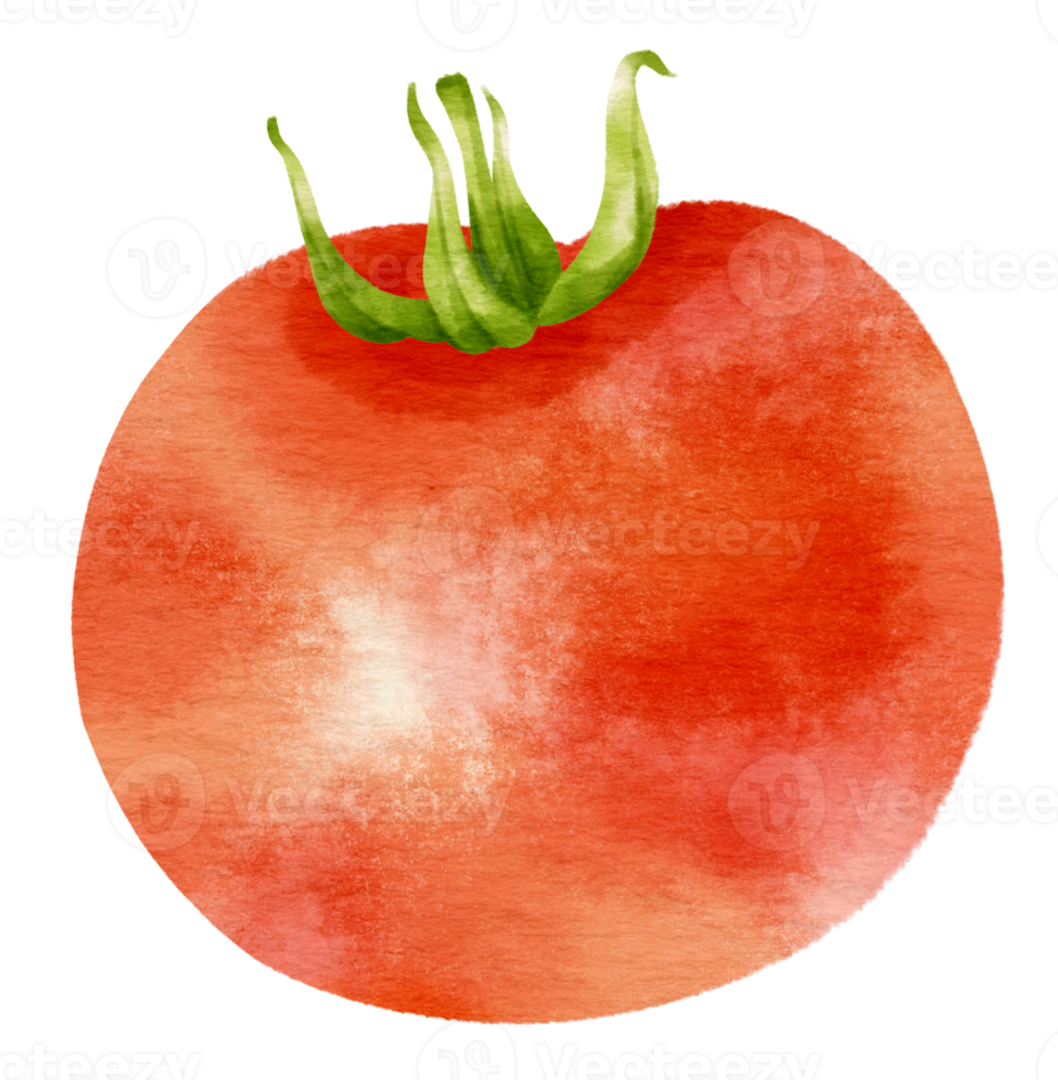 Red Tomato watercolor style for Thanksgiving Decorative Element ...