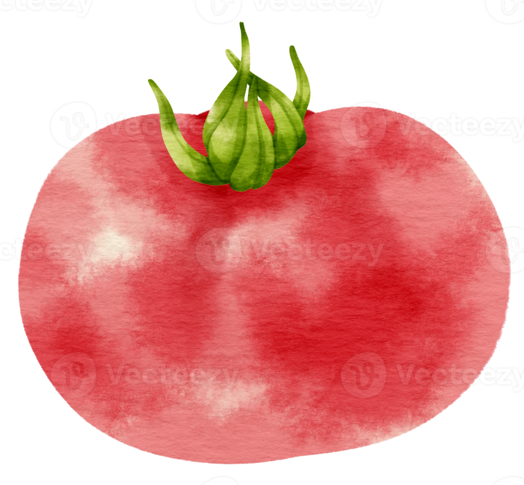 Red Tomato watercolor style for Thanksgiving Decorative Element ...