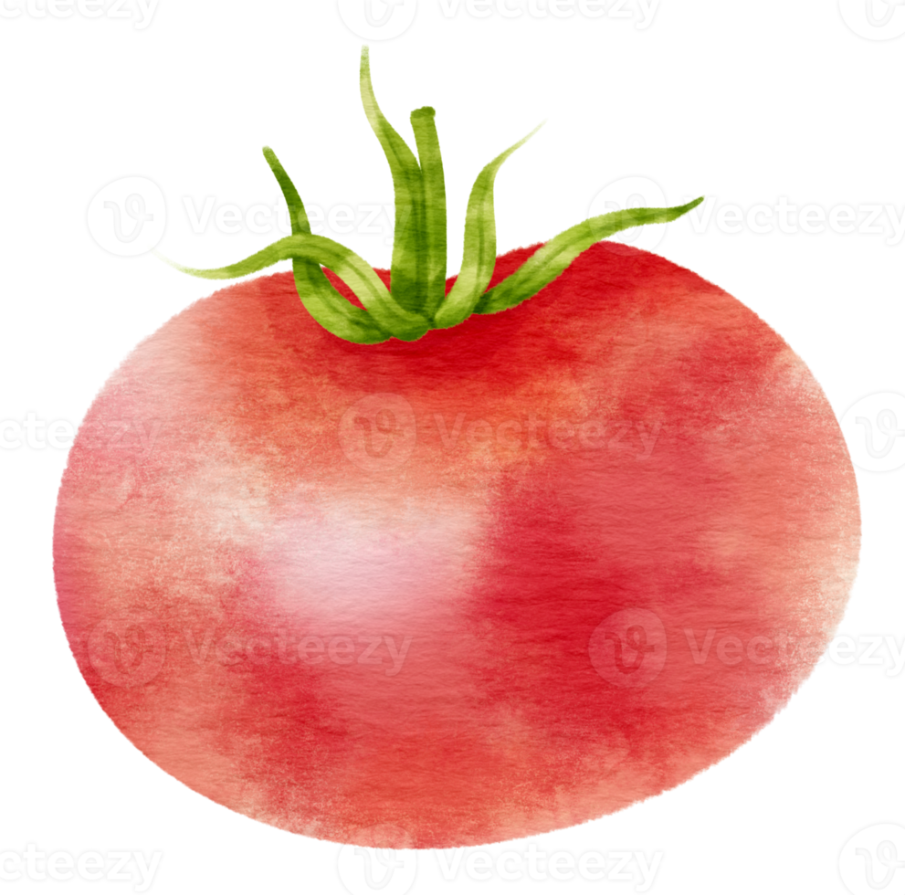 estilo de acuarela de tomate rojo para elemento decorativo de acción de ...