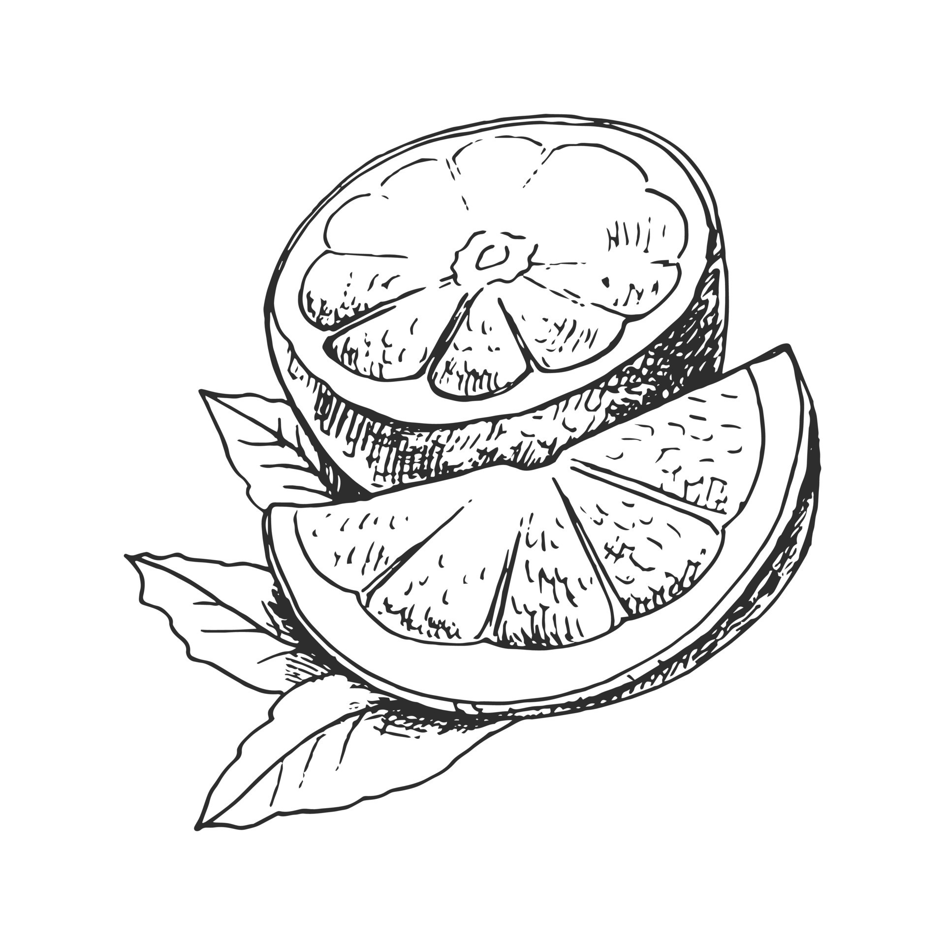 Hand drawn vector lemon sketch. 10891030 Vector Art at Vecteezy Hand drawn vector lemon sketch. 10891030 Vector Art at Vecteezy