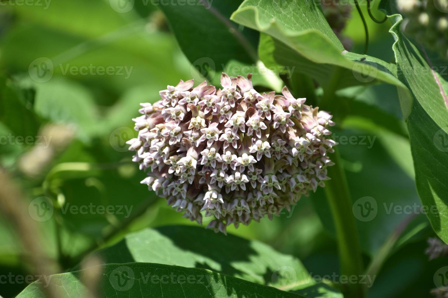 Common Milk Weed Plant Budding and Flowering 10900507 Stock Photo at ... Common Milk Weed Plant Budding and Flowering 10900507 Stock Photo at ...