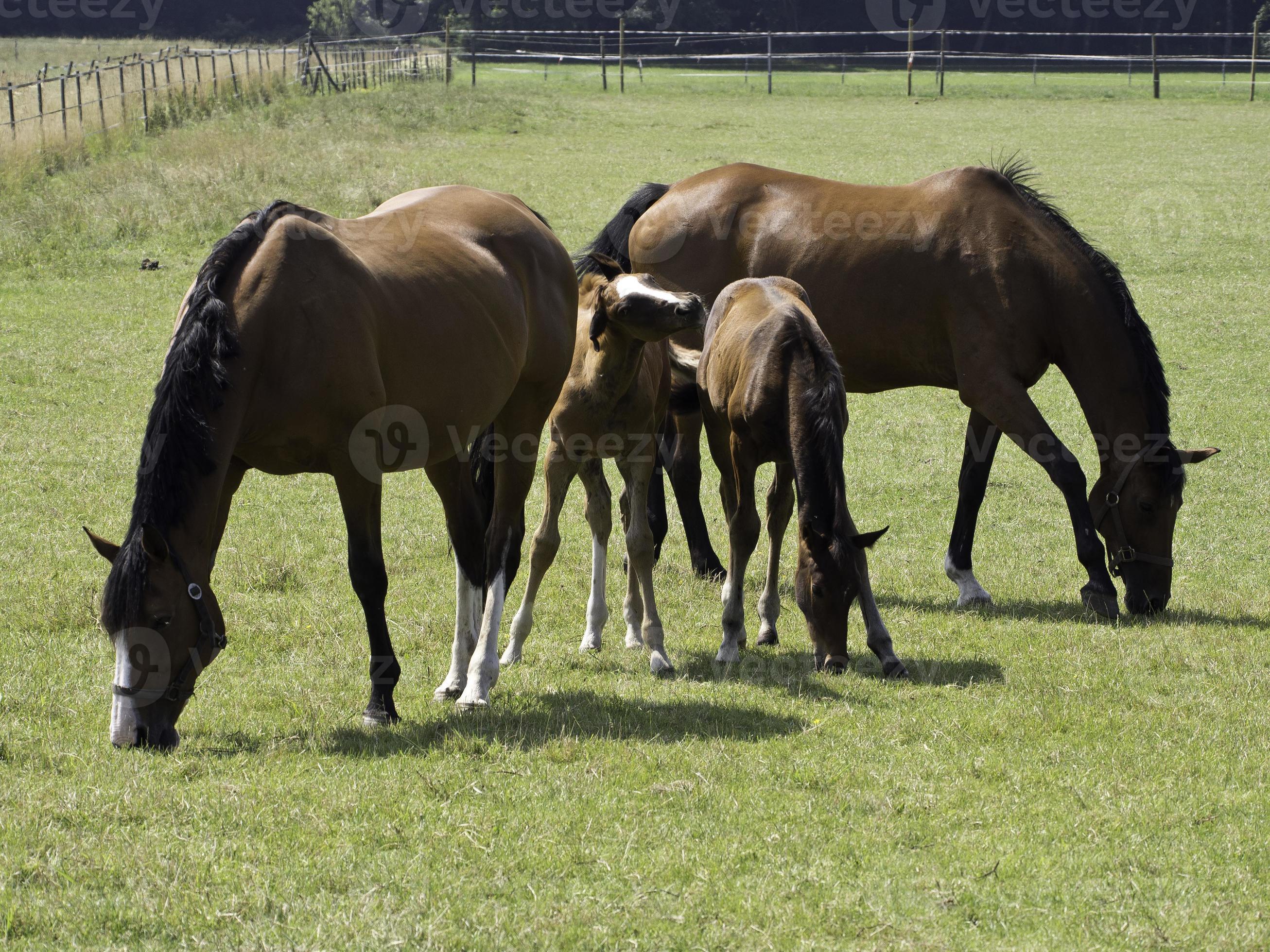 horses and foals 10911959 Stock Photo at Vecteezy