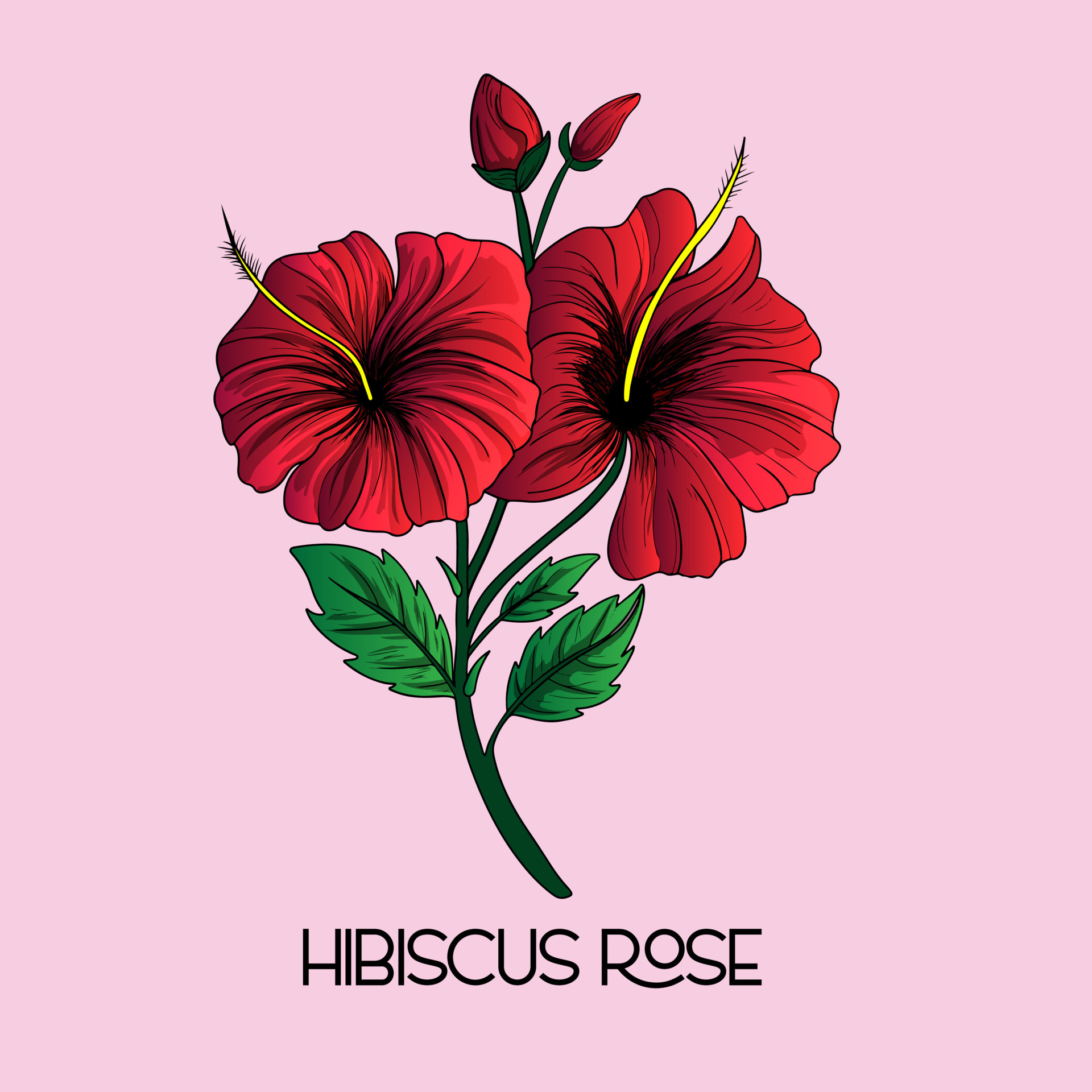 Illustration Of Tropical Hibiscus Flower Decorative Exotic Plant
