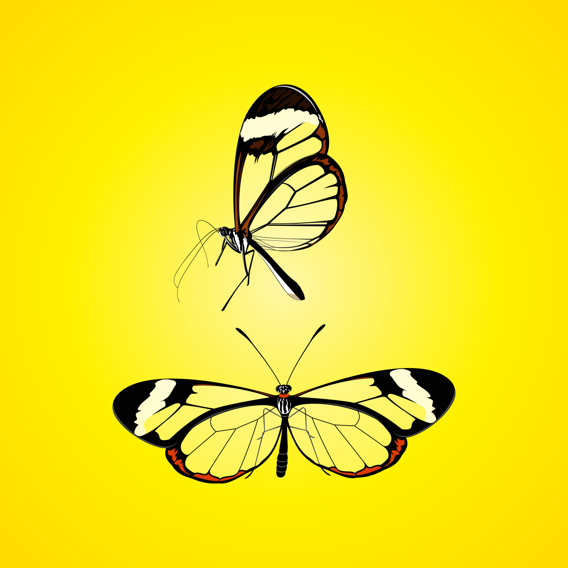 Glass wing Butterfly Vector Illustration - Beautiful Butterfly collection 10938835 Vector Art at ...