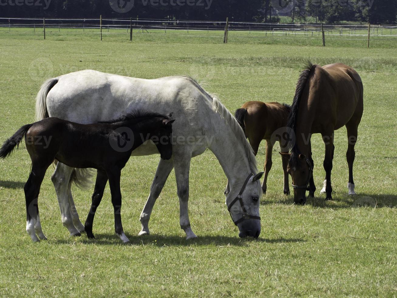 horses and foals 10940418 Stock Photo at Vecteezy