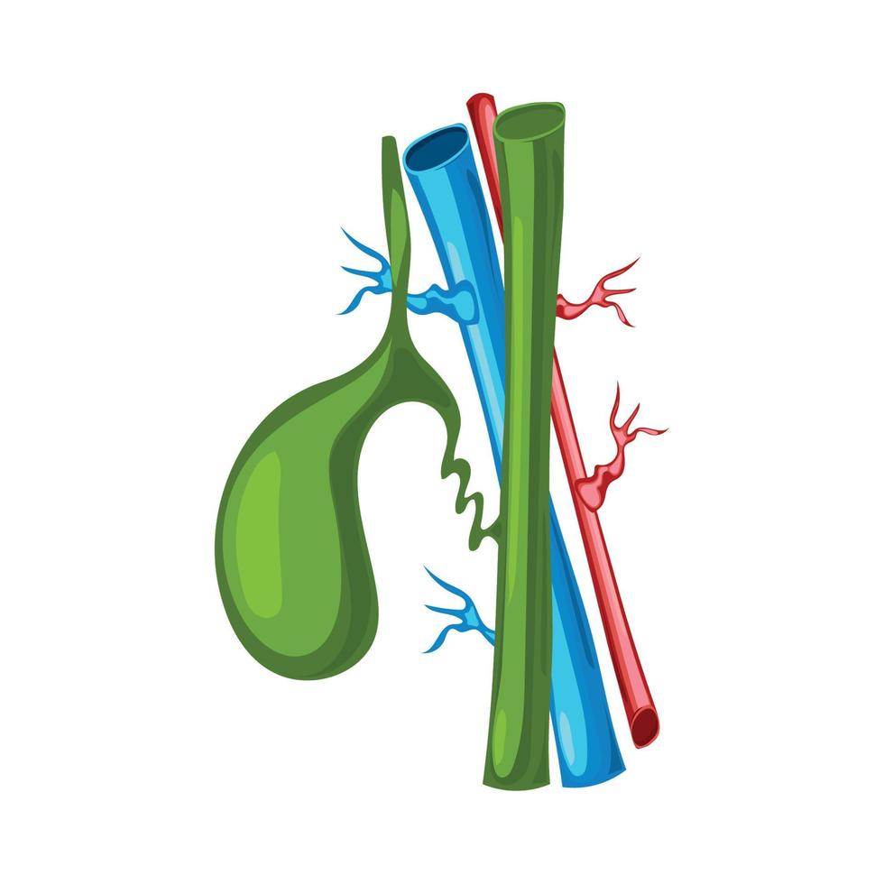 parte del cuerpo humano vesicula biliar 10961845 Vector en Vecteezy parte del cuerpo humano vesicula biliar 10961845 Vector en Vecteezy