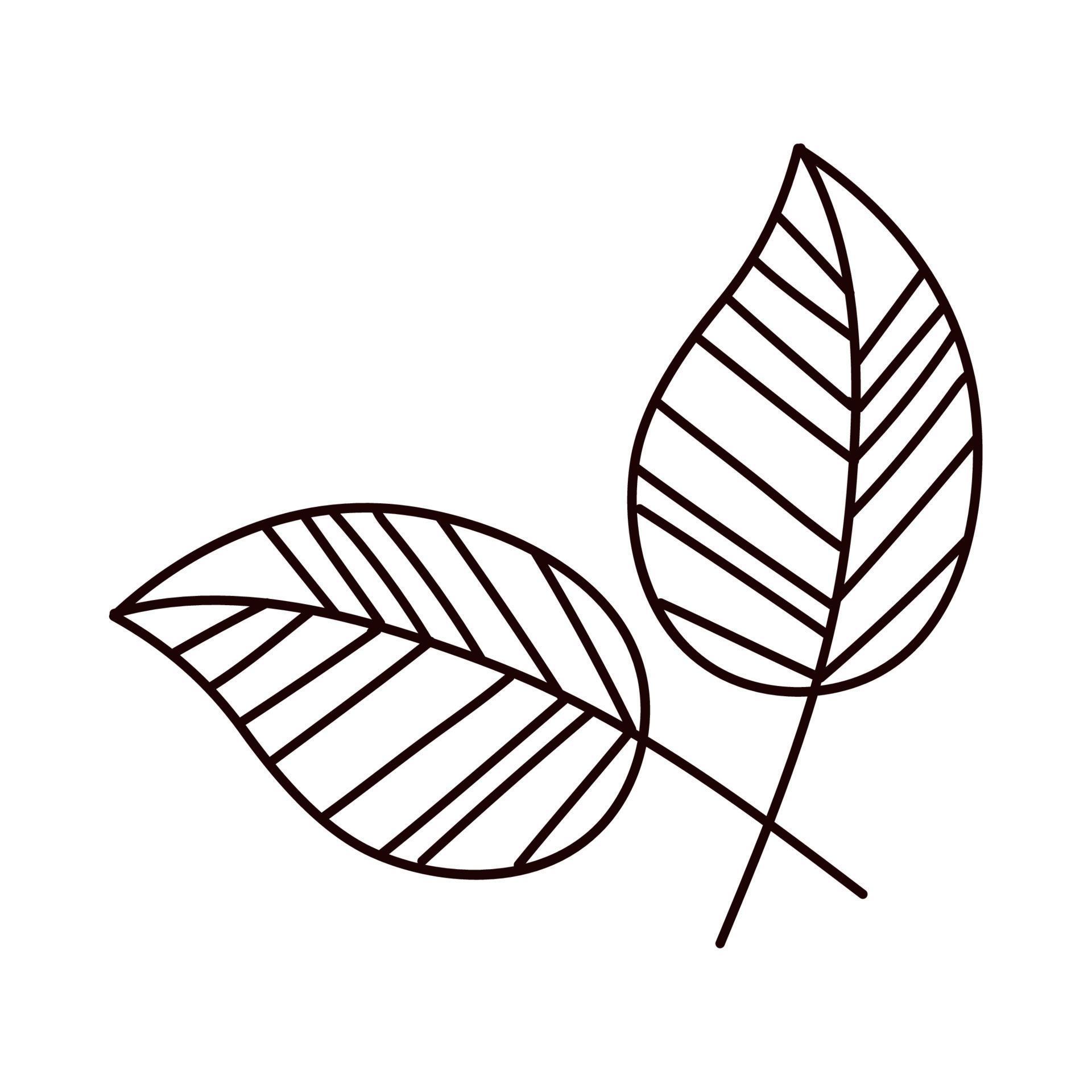 Linear Leaves Nature 10966180 Vector Art At Vecteezy linear-leaves-nature-10966180-vector-art-at-vecteezy