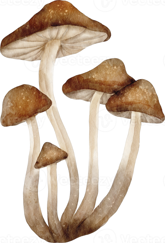 watercolor mushroom clip art 10987959 PNG