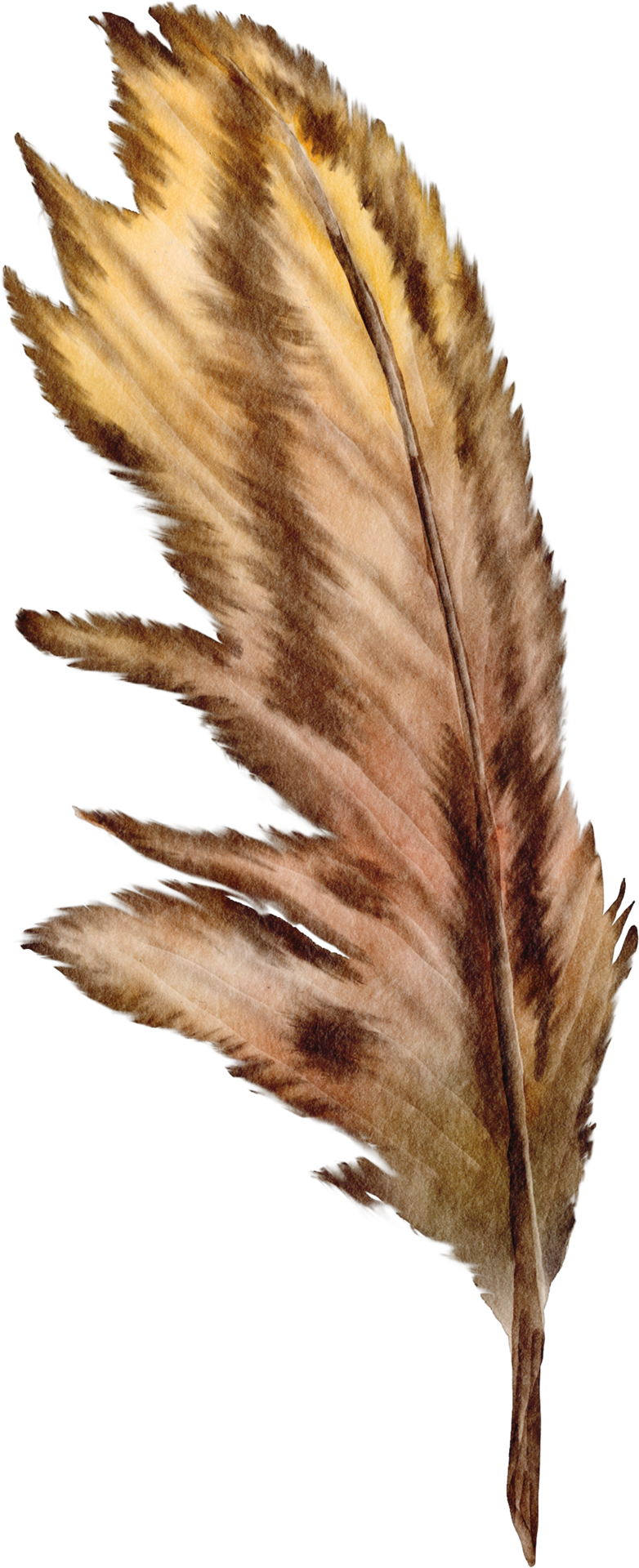 Watercolor Feather Clip Art
