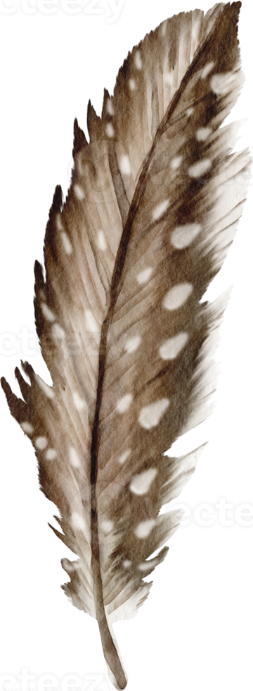 watercolor feather clip art 10988054 PNG