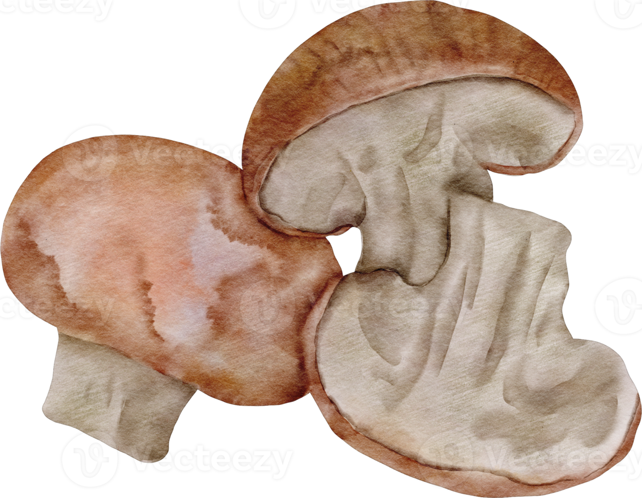 watercolor mushroom clip art 10988081 PNG watercolor mushroom clip art 10988081 PNG