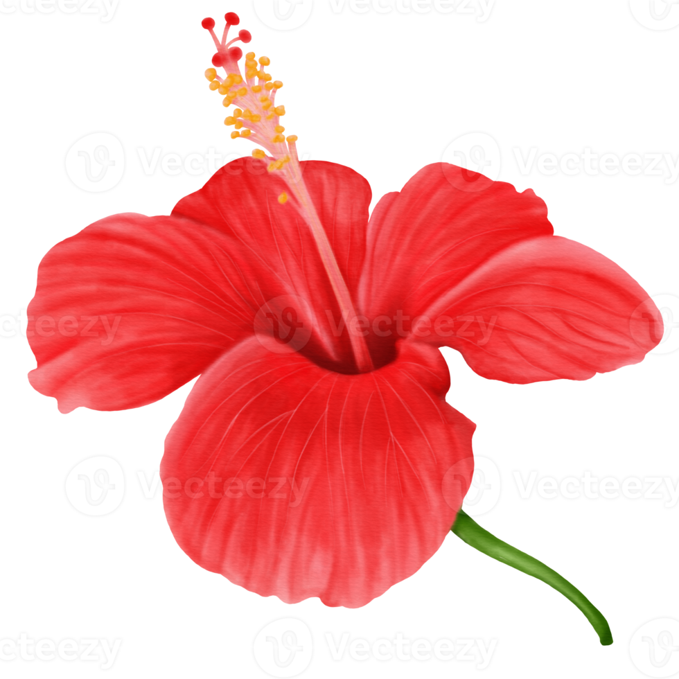 Flores De Hibisco Vermelho Florescendo Vista Lateral Aquarela