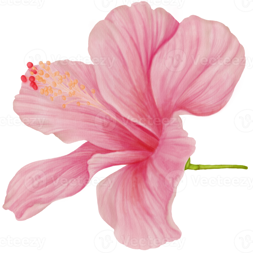 Flores De Hibisco Rosa Floreciendo Vista Lateral En Acuarela 10989059 Png