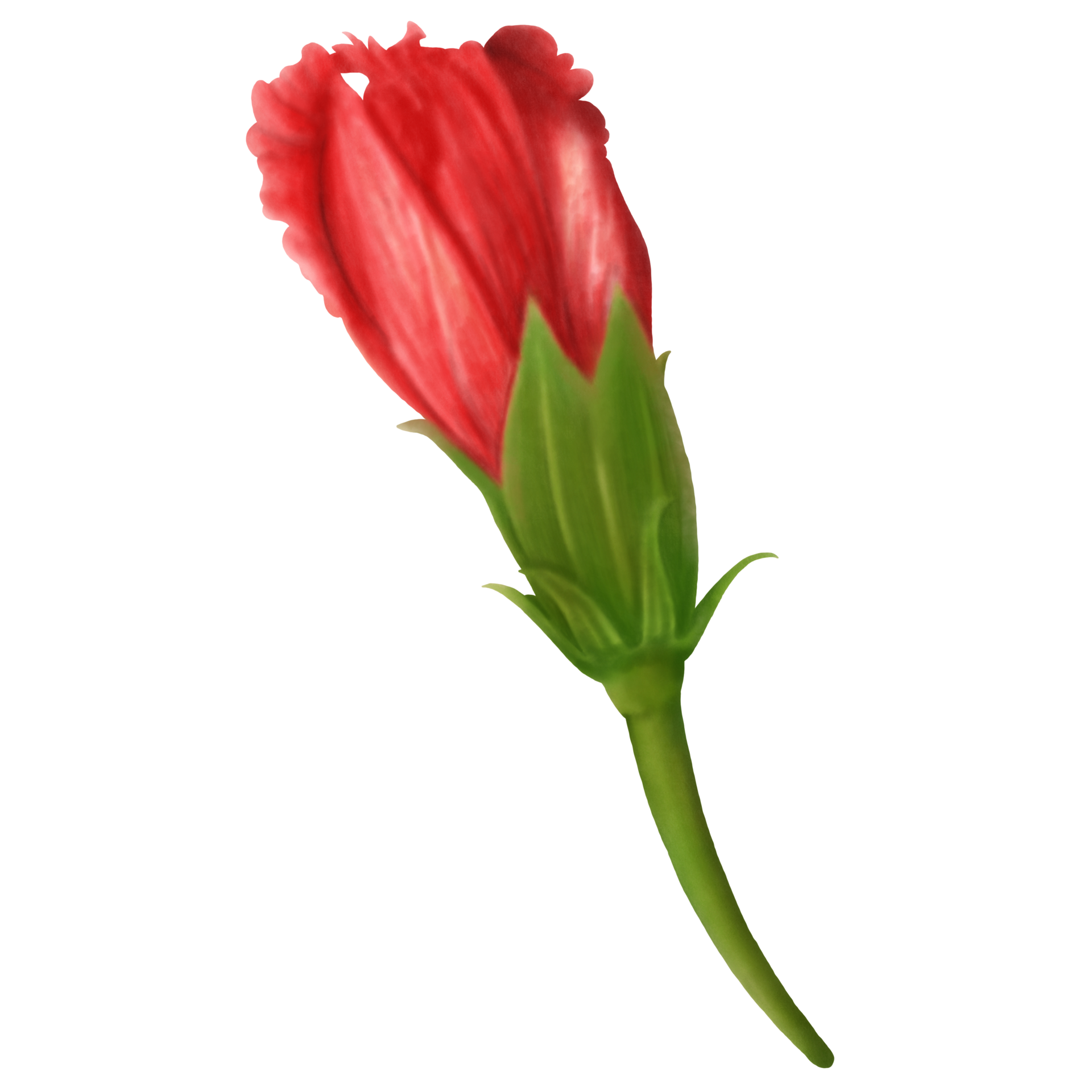 Watercolor Of Red Hibiscus Flower Buds Side View 10989070 Png