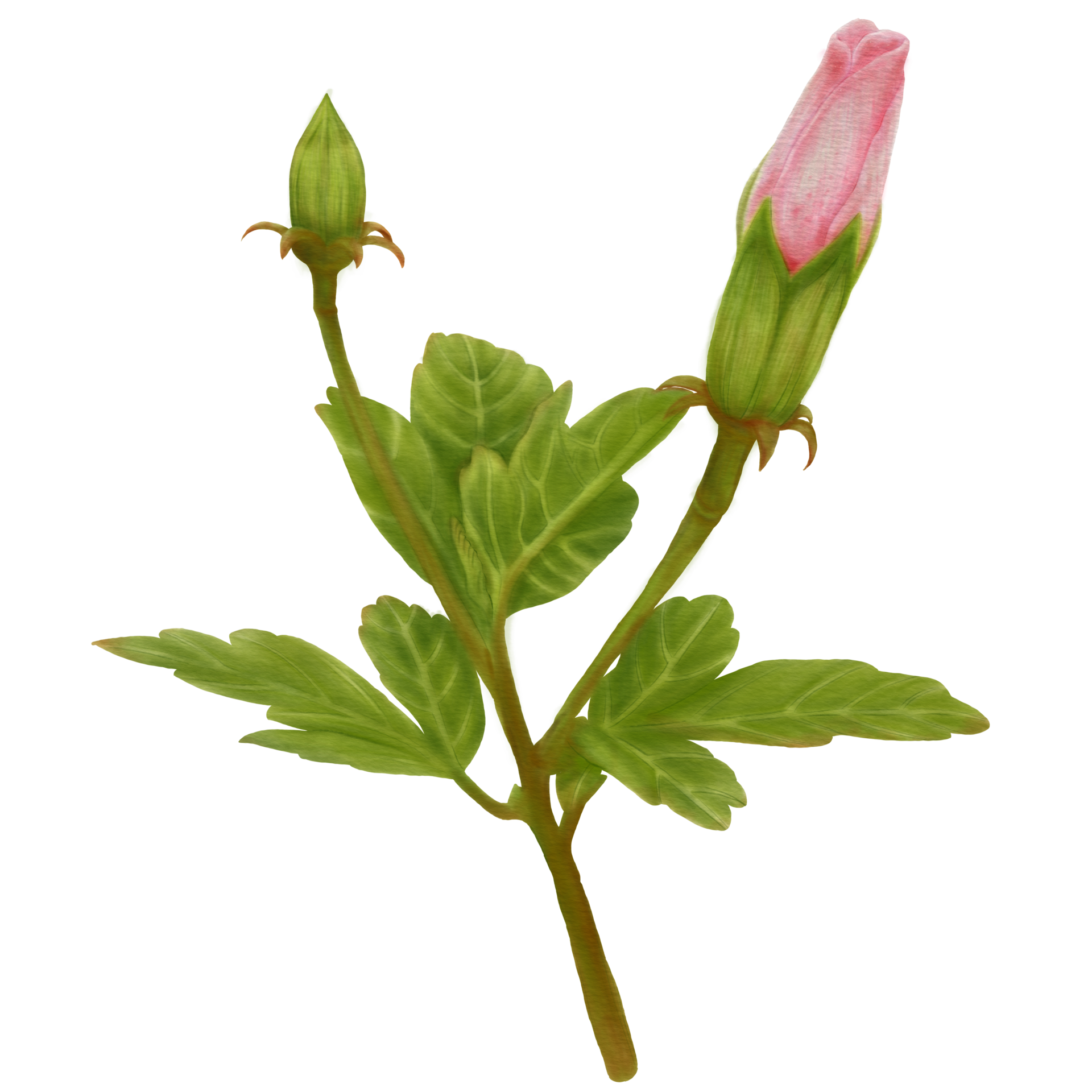 Pink Hibiscus Flower Buds On The Top Side Of The Watercolor 10989080 Png