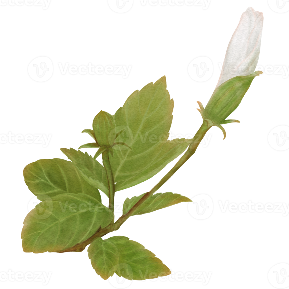 Watercolor Of White Hibiscus Buds On Top Of Branches 10989089 Png