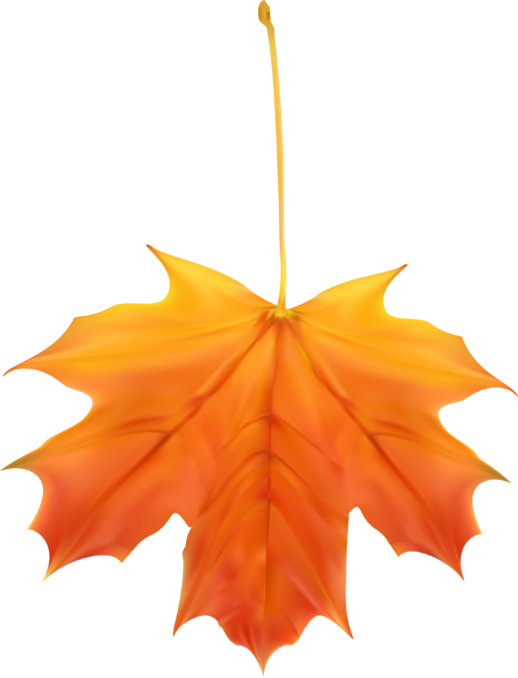 Autumn Fall Leaf 11015852 PNG