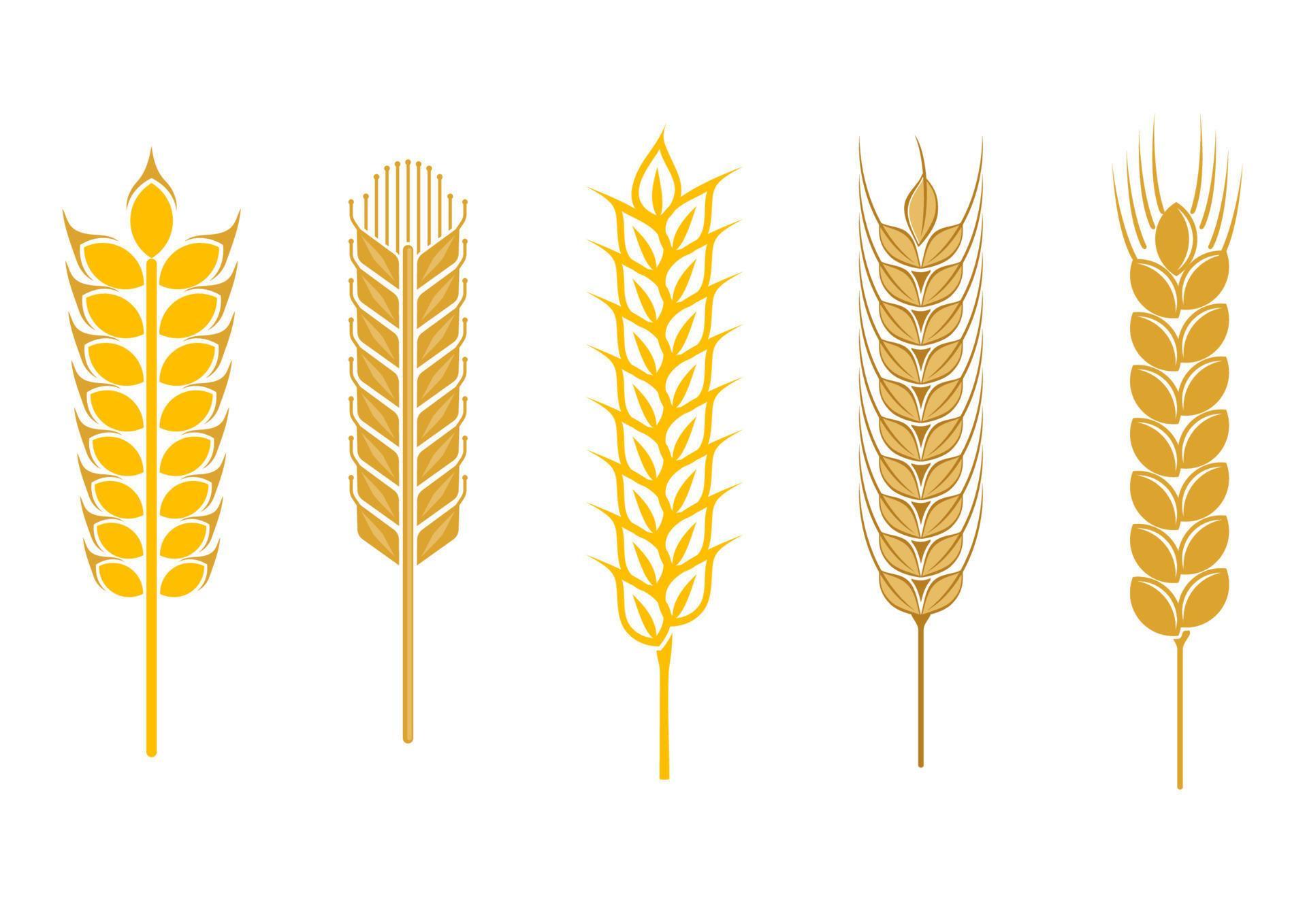 Cereal design elements 11017899 Vector Art at Vecteezy