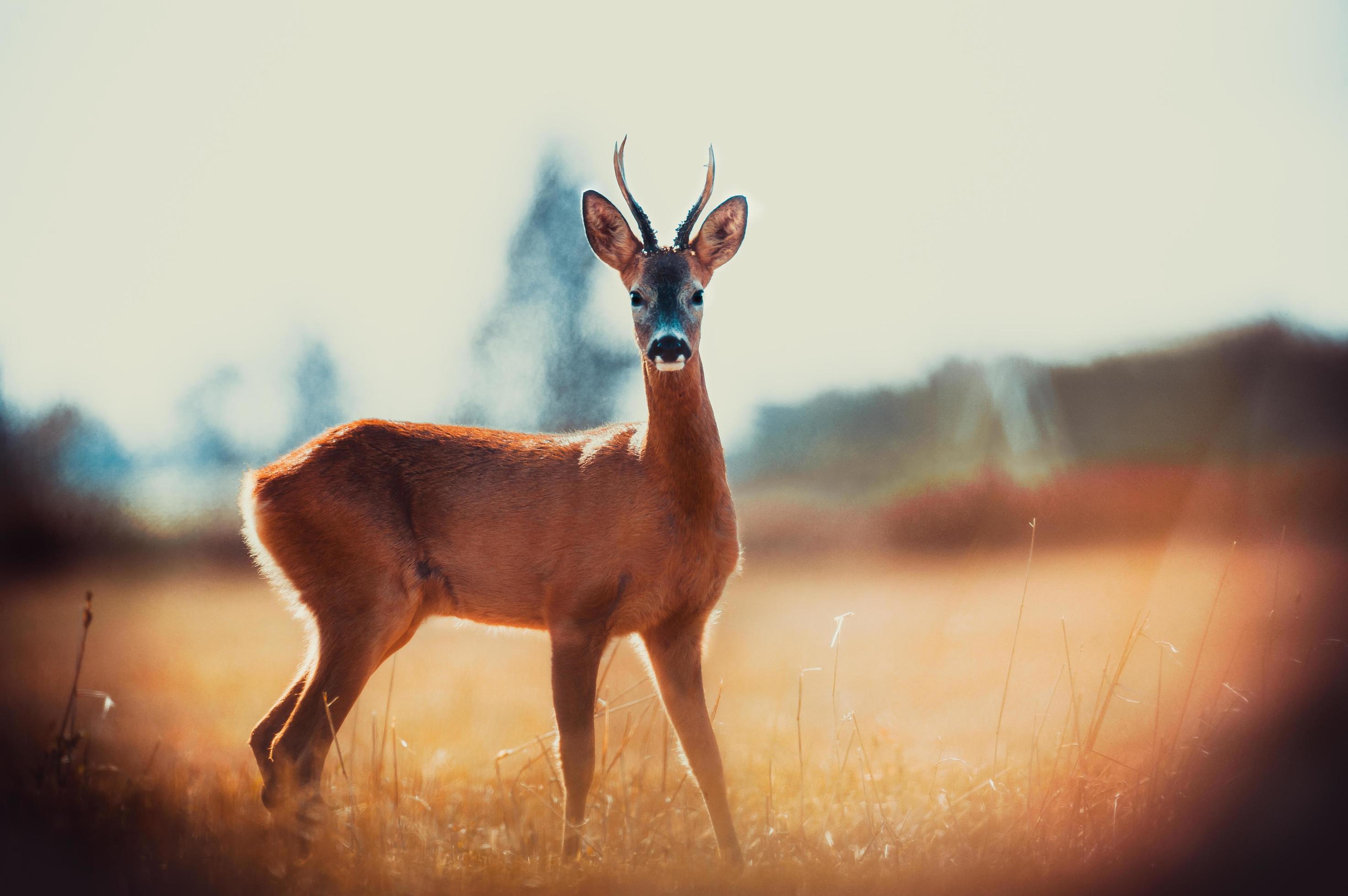 wild roe deer 11018198 Stock Photo at Vecteezy