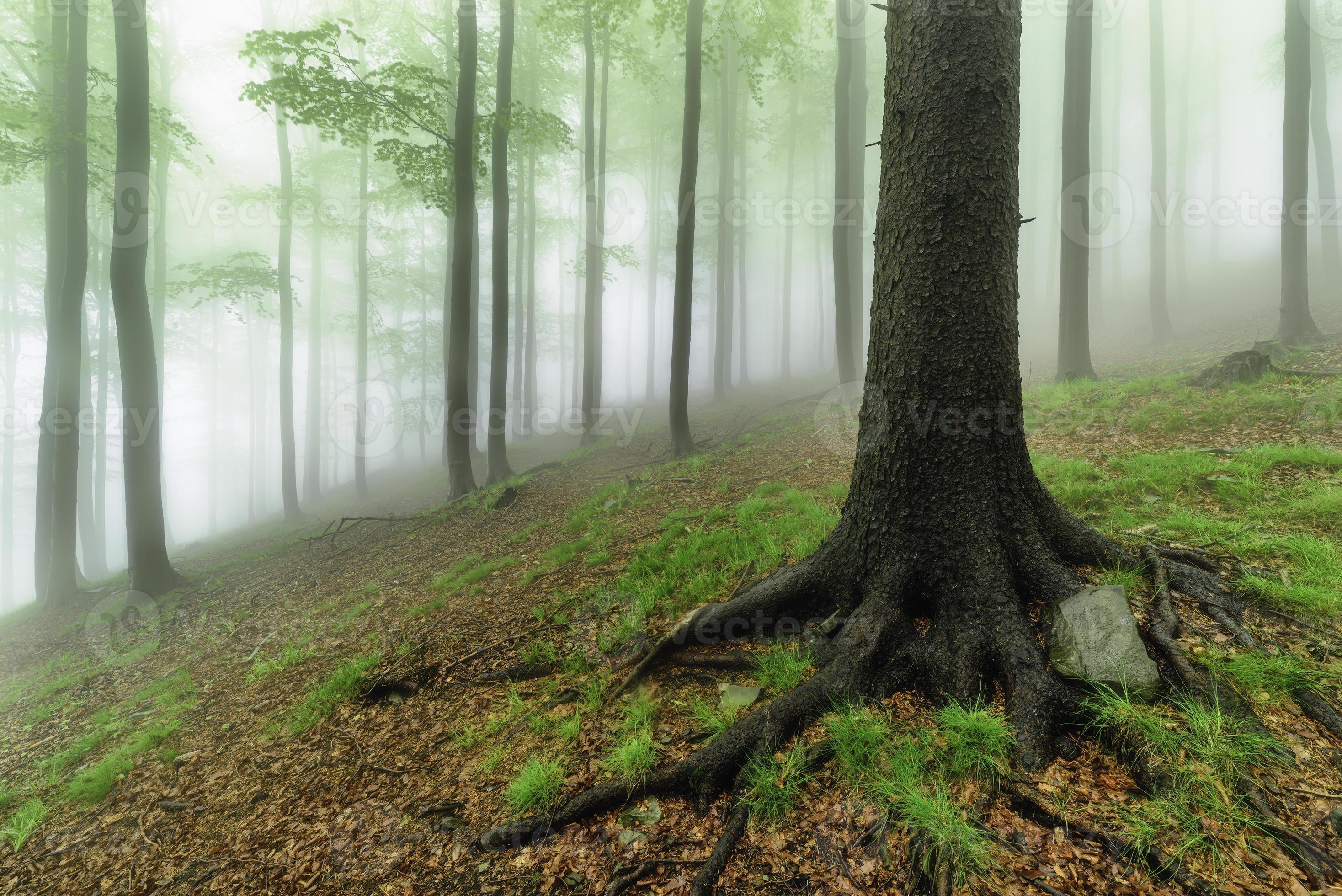 Spring foggy forest 11022446 Stock Photo at Vecteezy