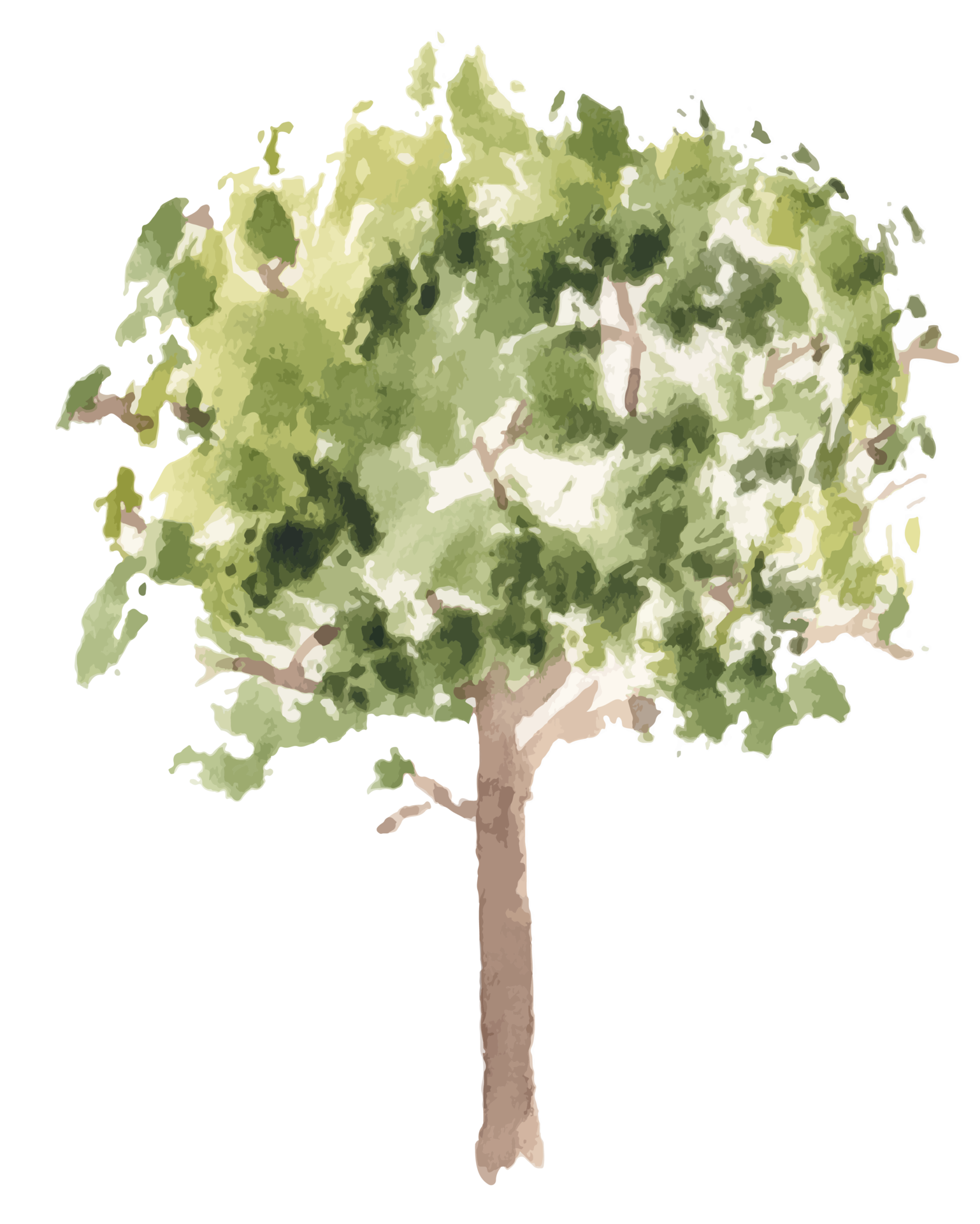 hand drawn tree watercolor illustration. 11027786 PNG