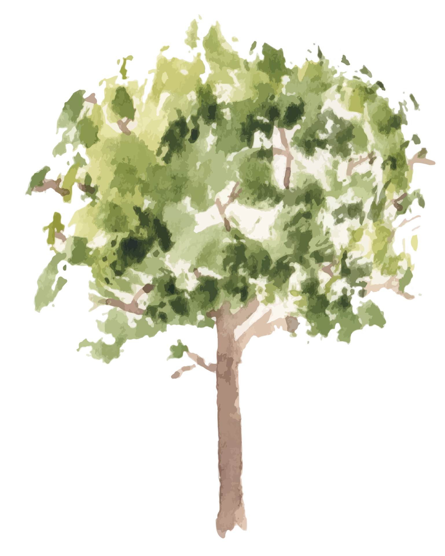 mano disegnato albero acquerello illustrazione. 11027786 PNG