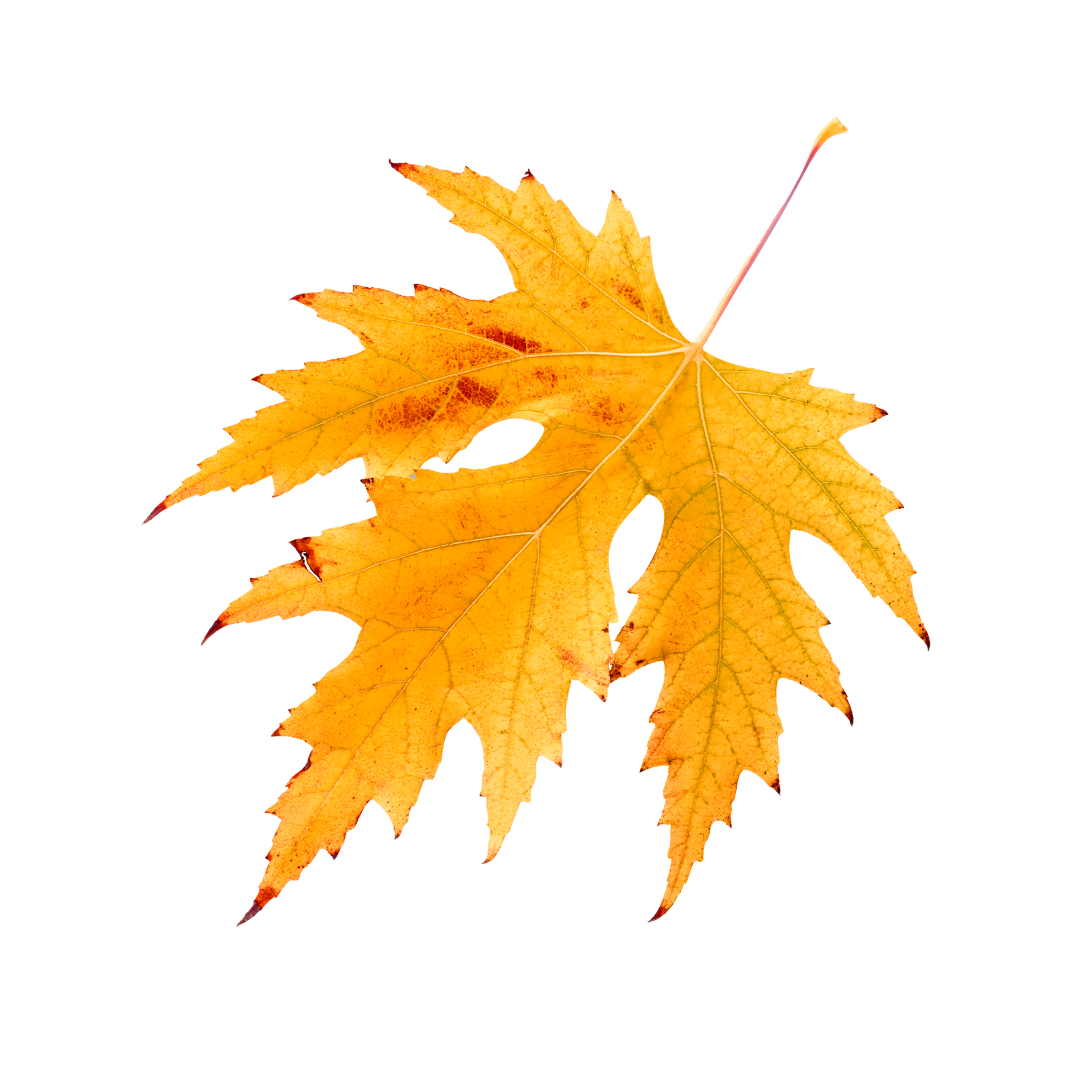 autumn maple leaf 11033662 PNG